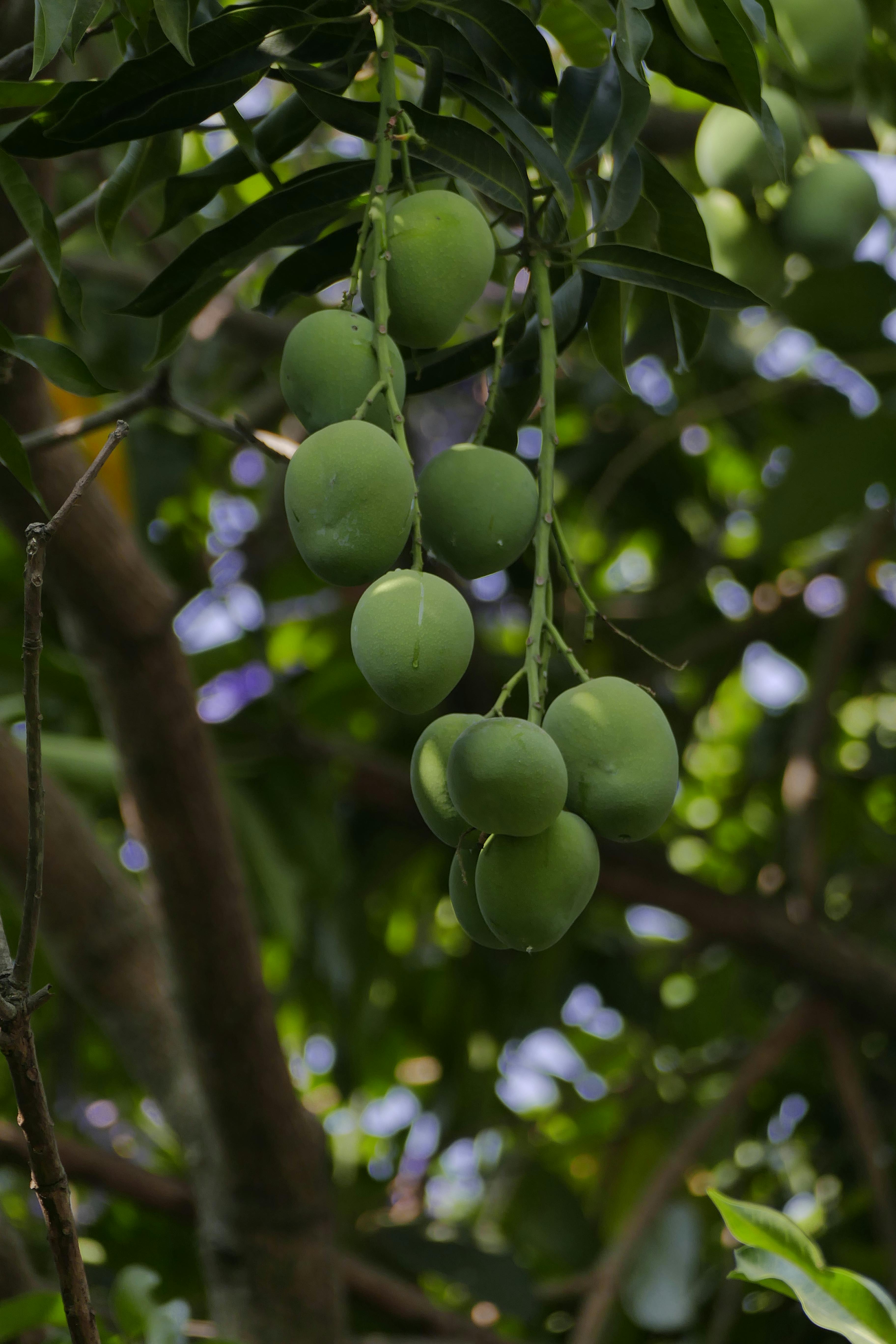 Mangoes Photos, Download The BEST Free Mangoes Stock Photos & HD Images