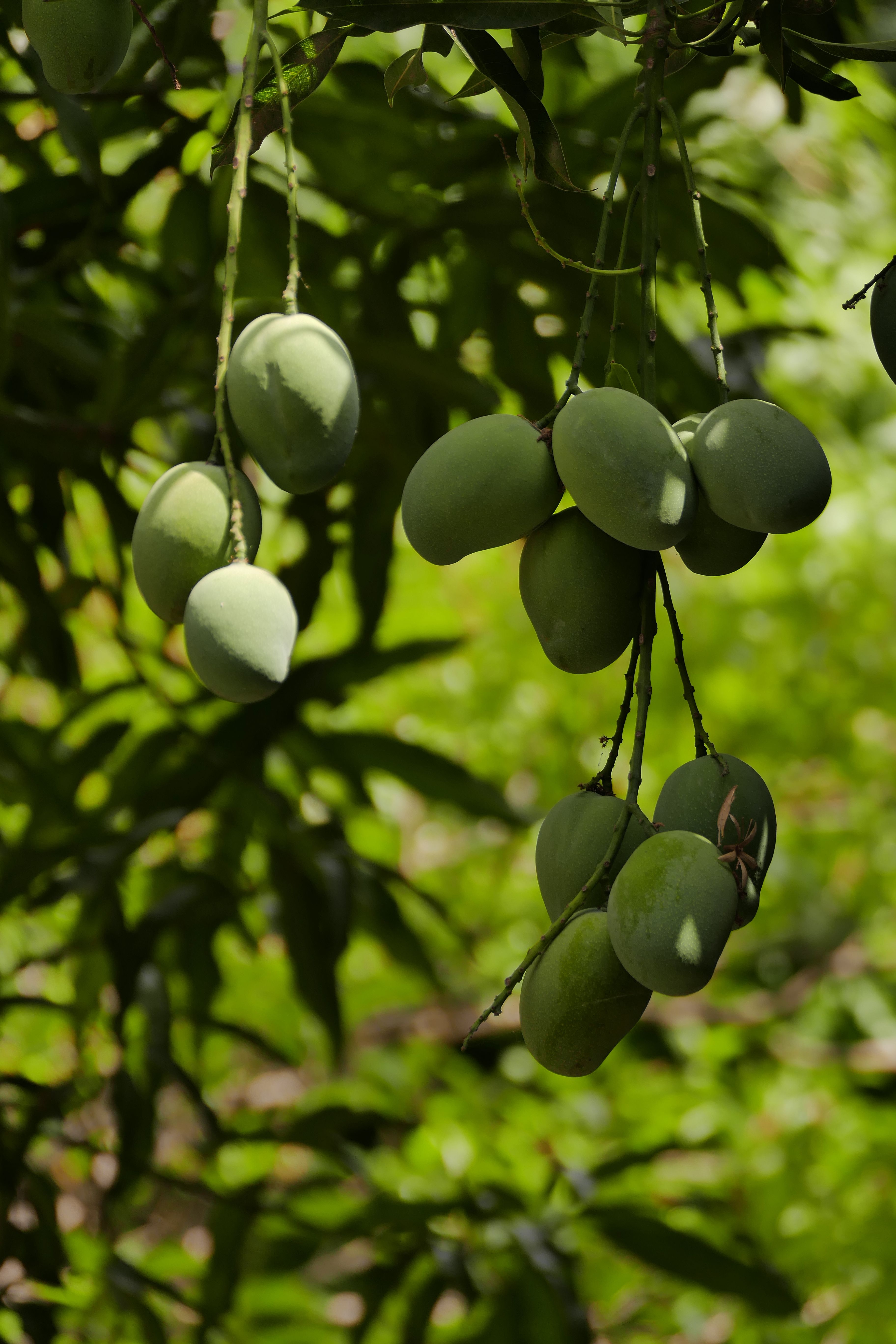 Fruta Feia Photos, Download The BEST Free Fruta Feia Stock Photos & HD ...