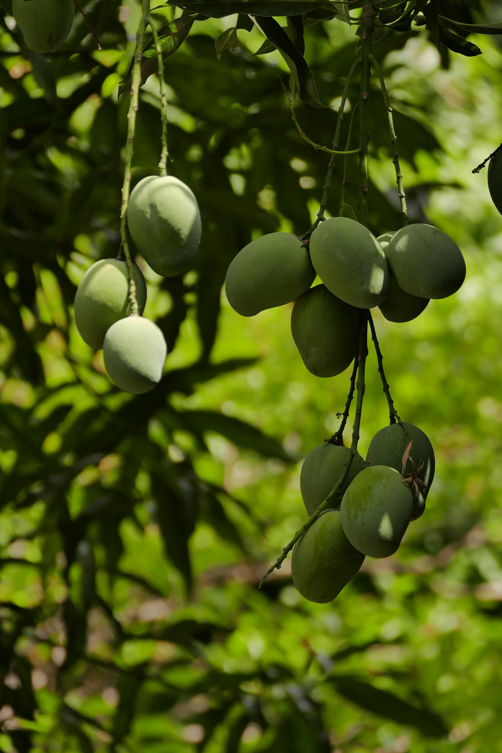 Mango Tree Images Photos, Download The BEST Free Mango Tree Images ...