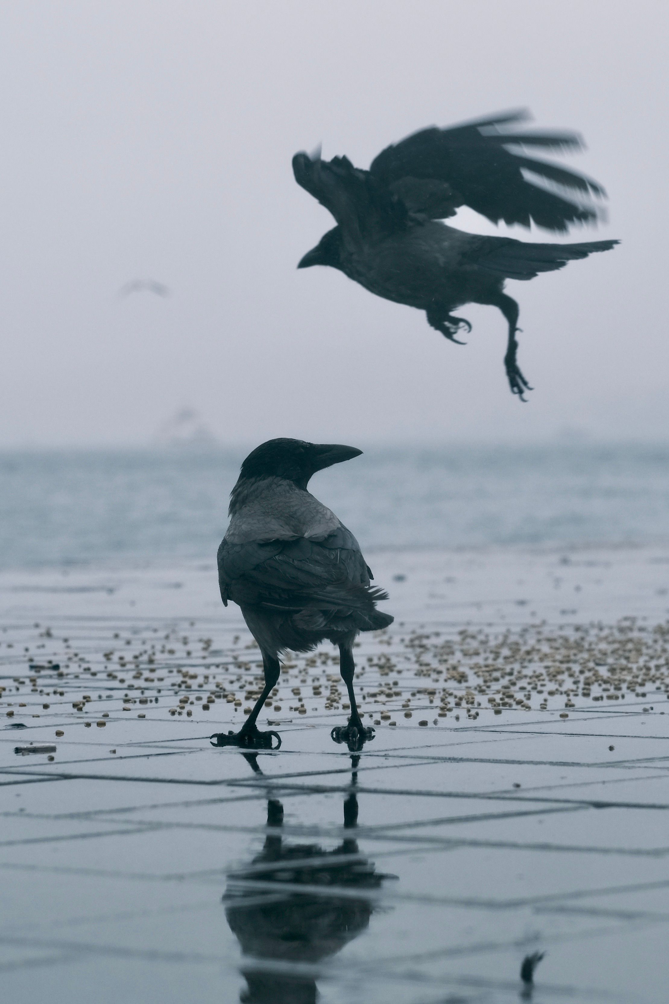 Crows Photos, Download The BEST Free Crows Stock Photos & HD Images