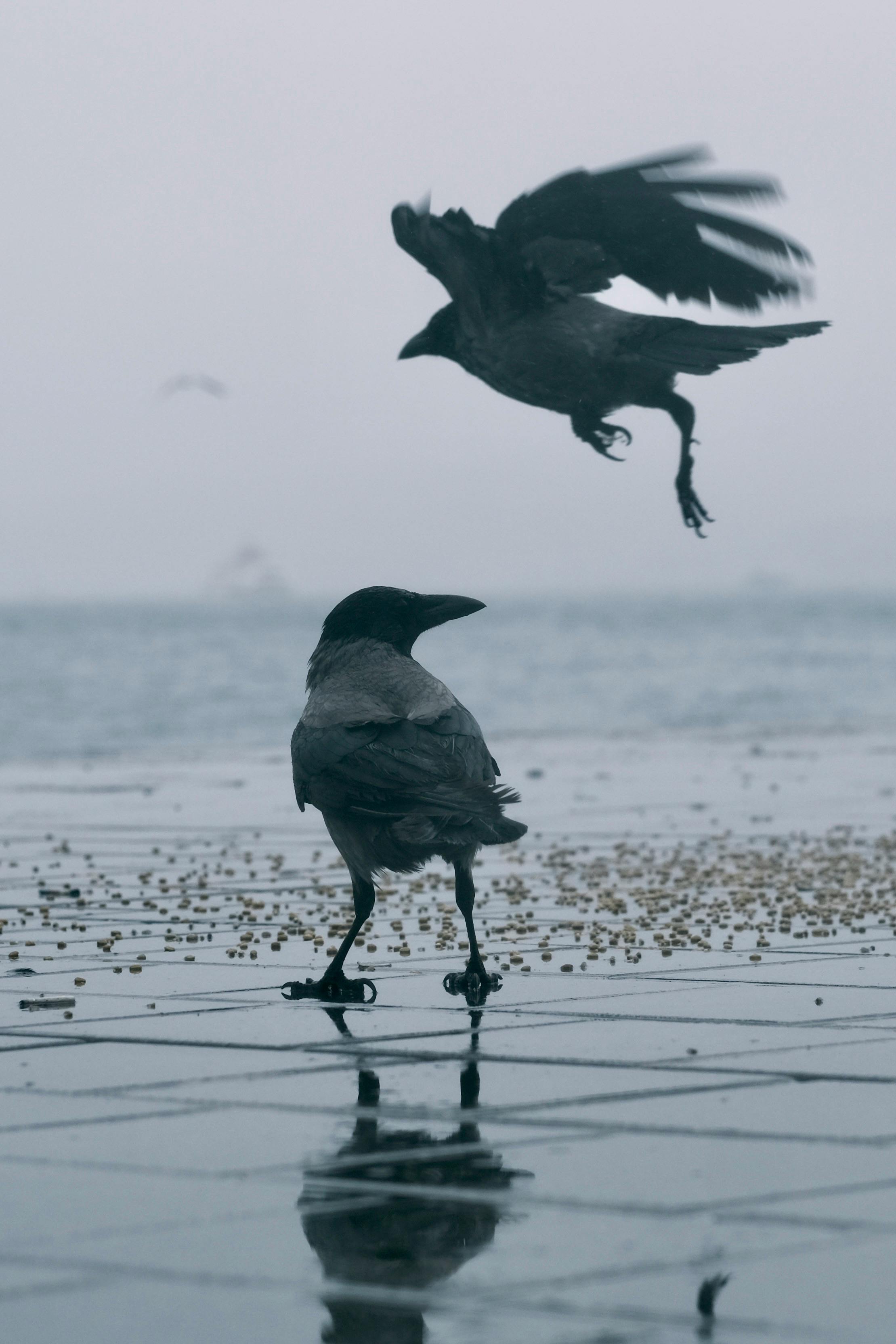 Crow on Grass · Free Stock Photo