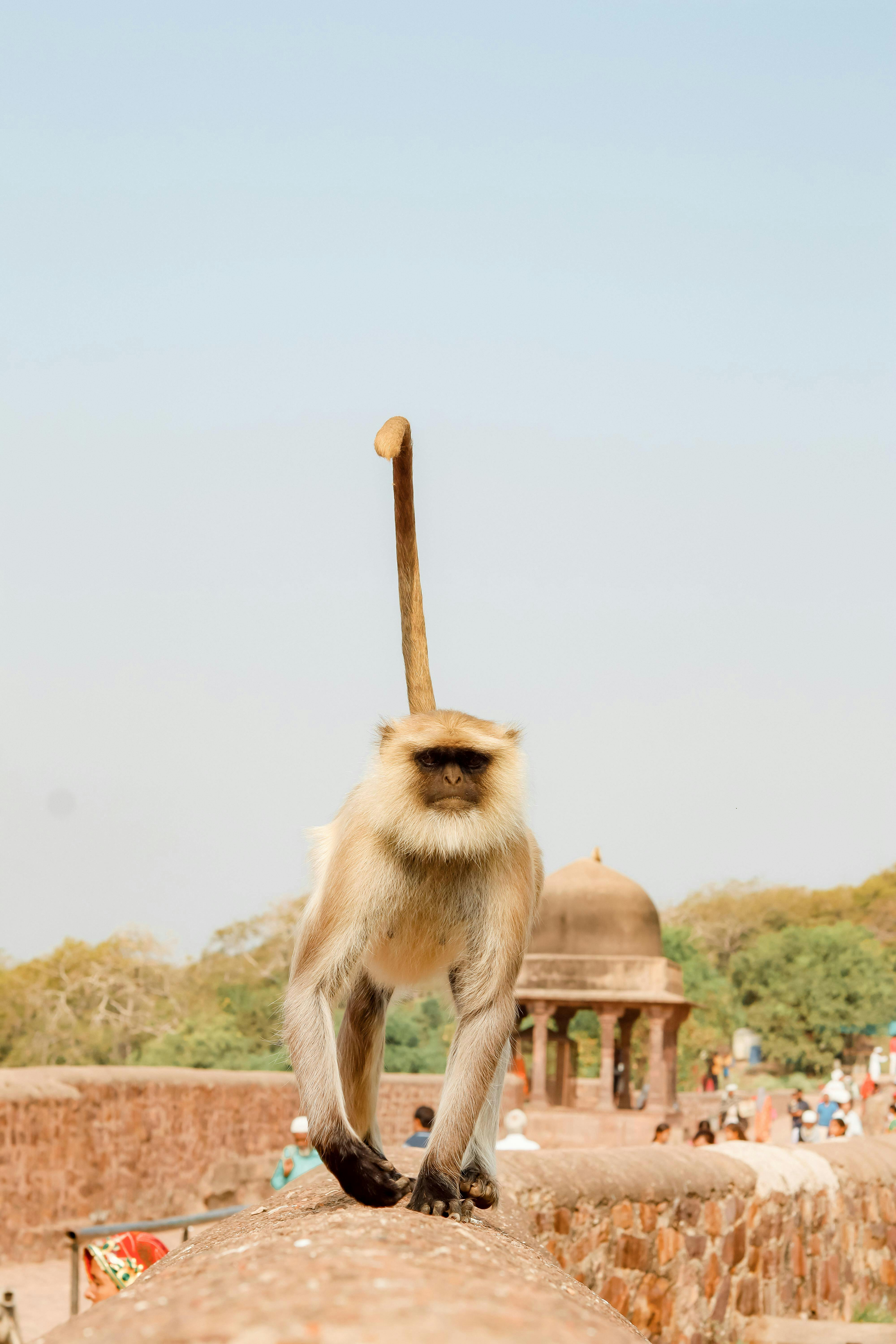 Mona Monkey Photos, Download The BEST Free Mona Monkey Stock Photos ...