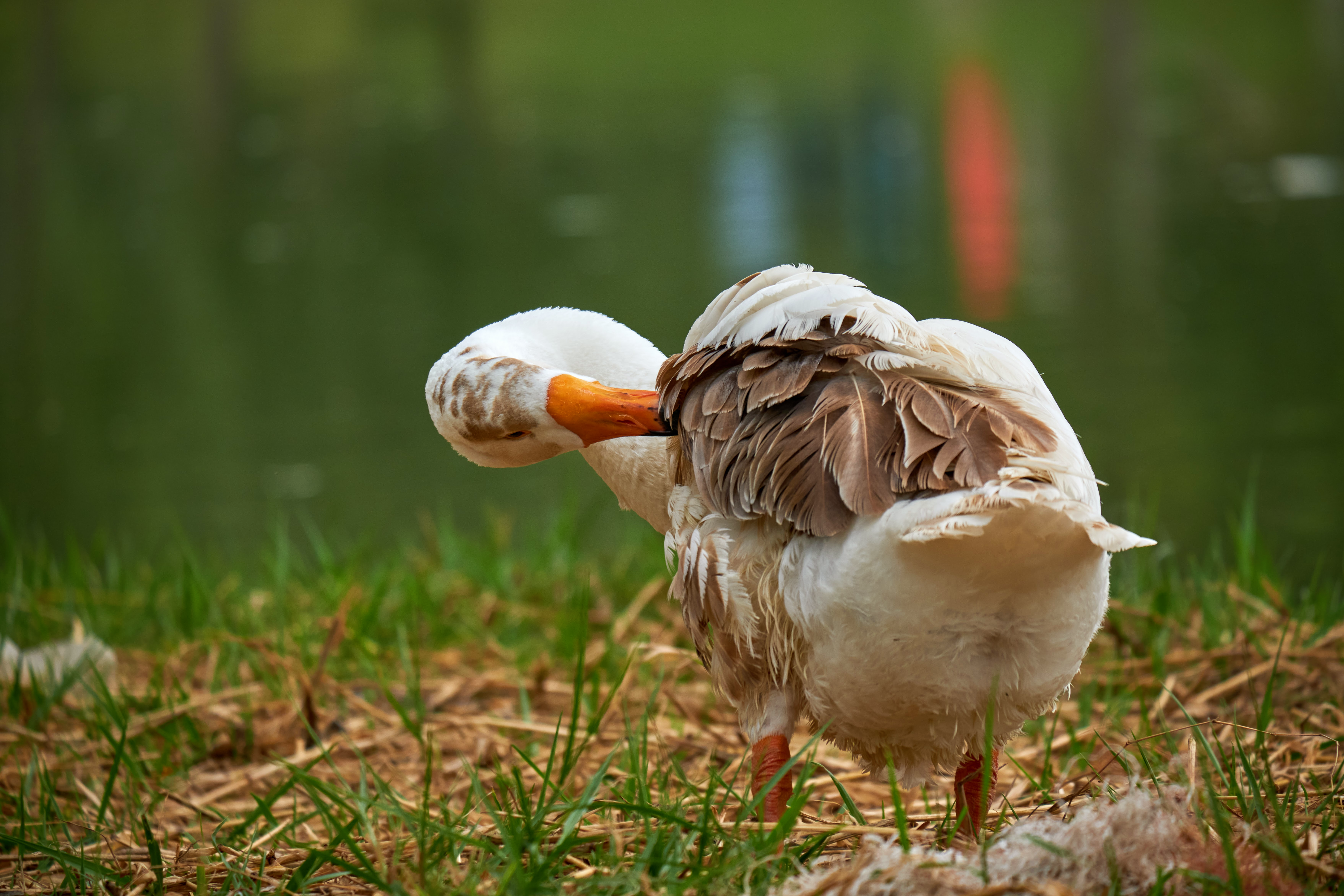 Close up of Goose · Free Stock Photo