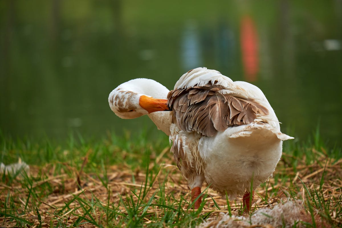 Silly Goose Wallpaper Photos, Download The BEST Free Silly Goose ...