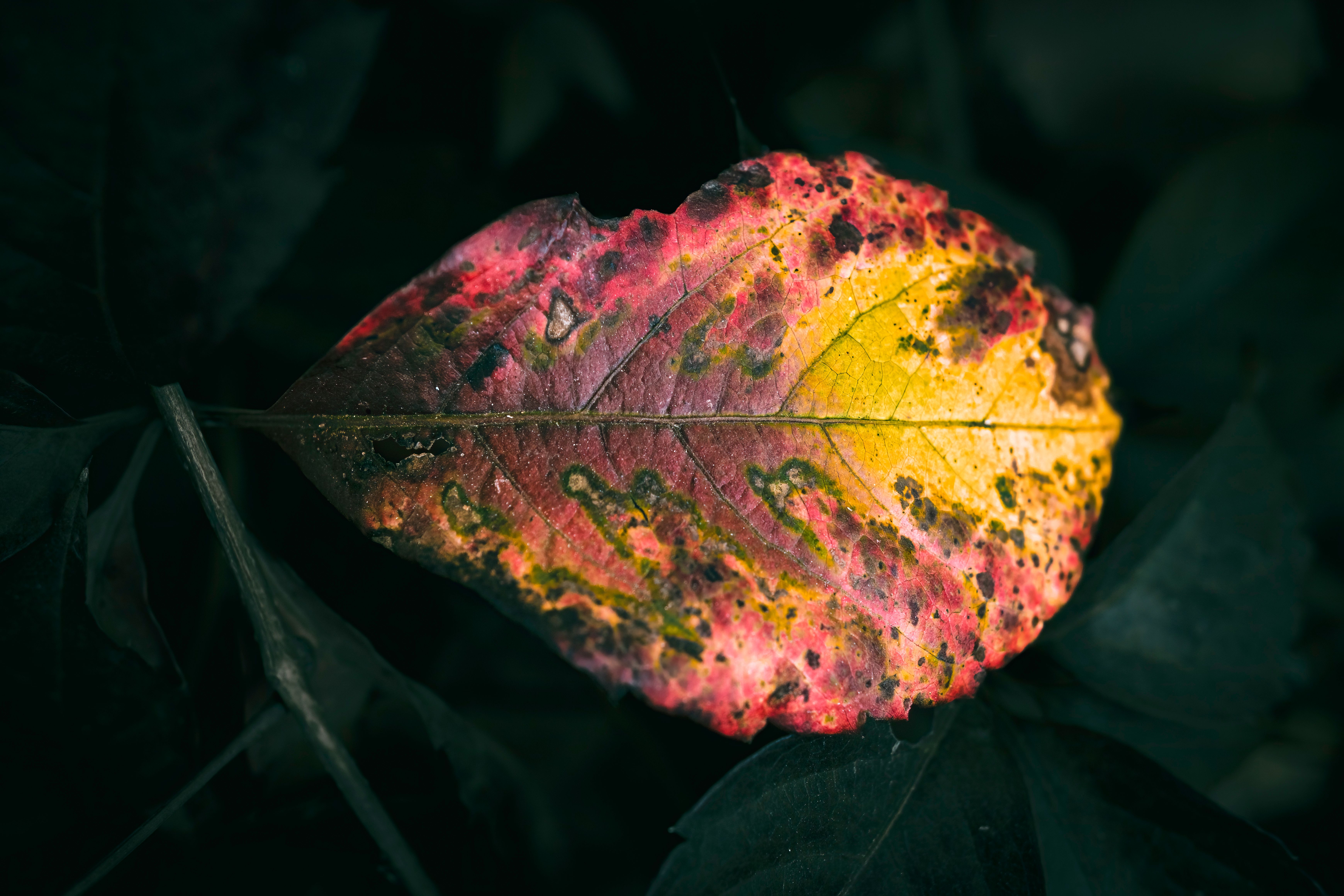 Close-up of a Colorful Leaf among Green Leaves · Free Stock Photo