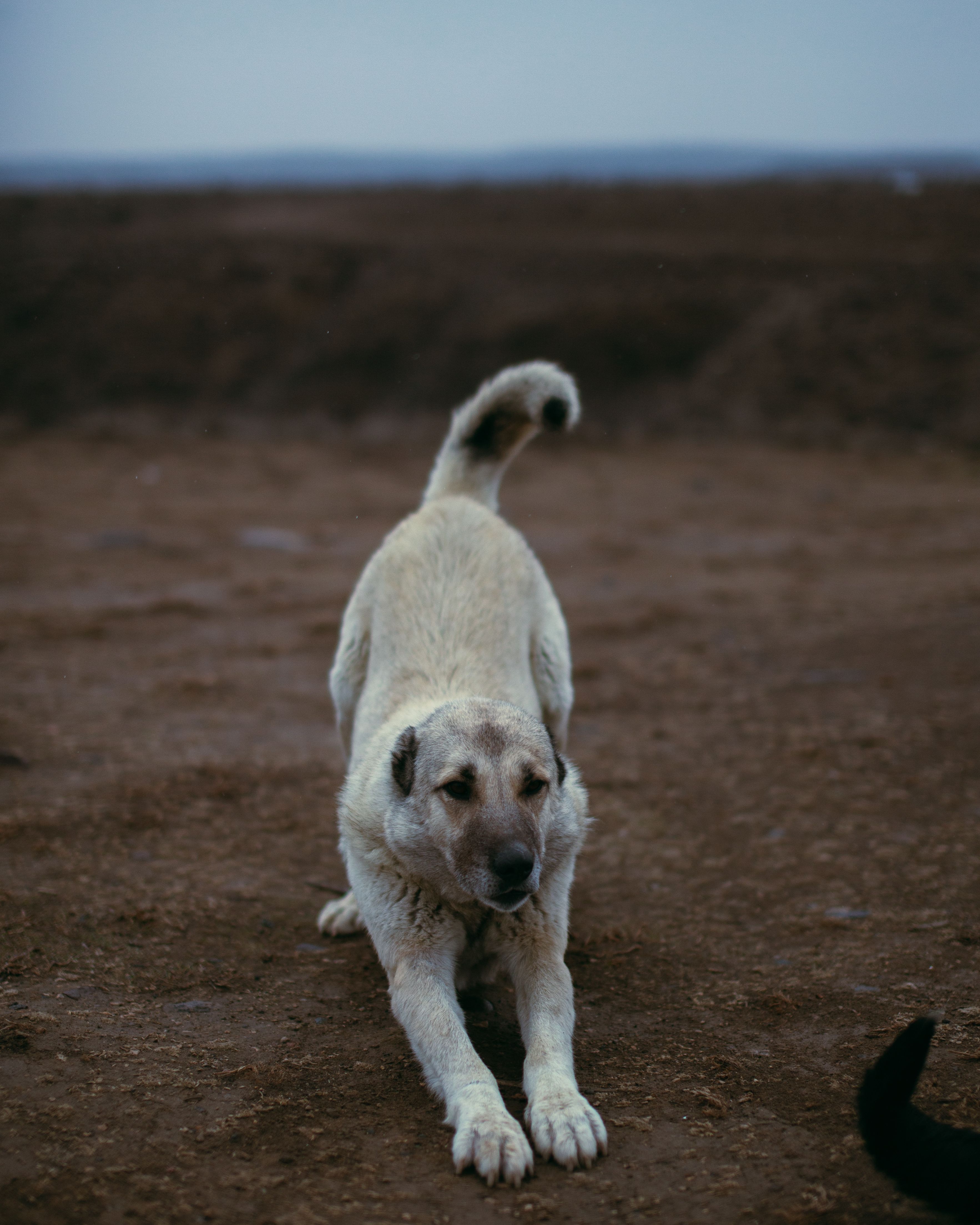 Dog Stretching Photos, Download The BEST Free Dog Stretching Stock ...