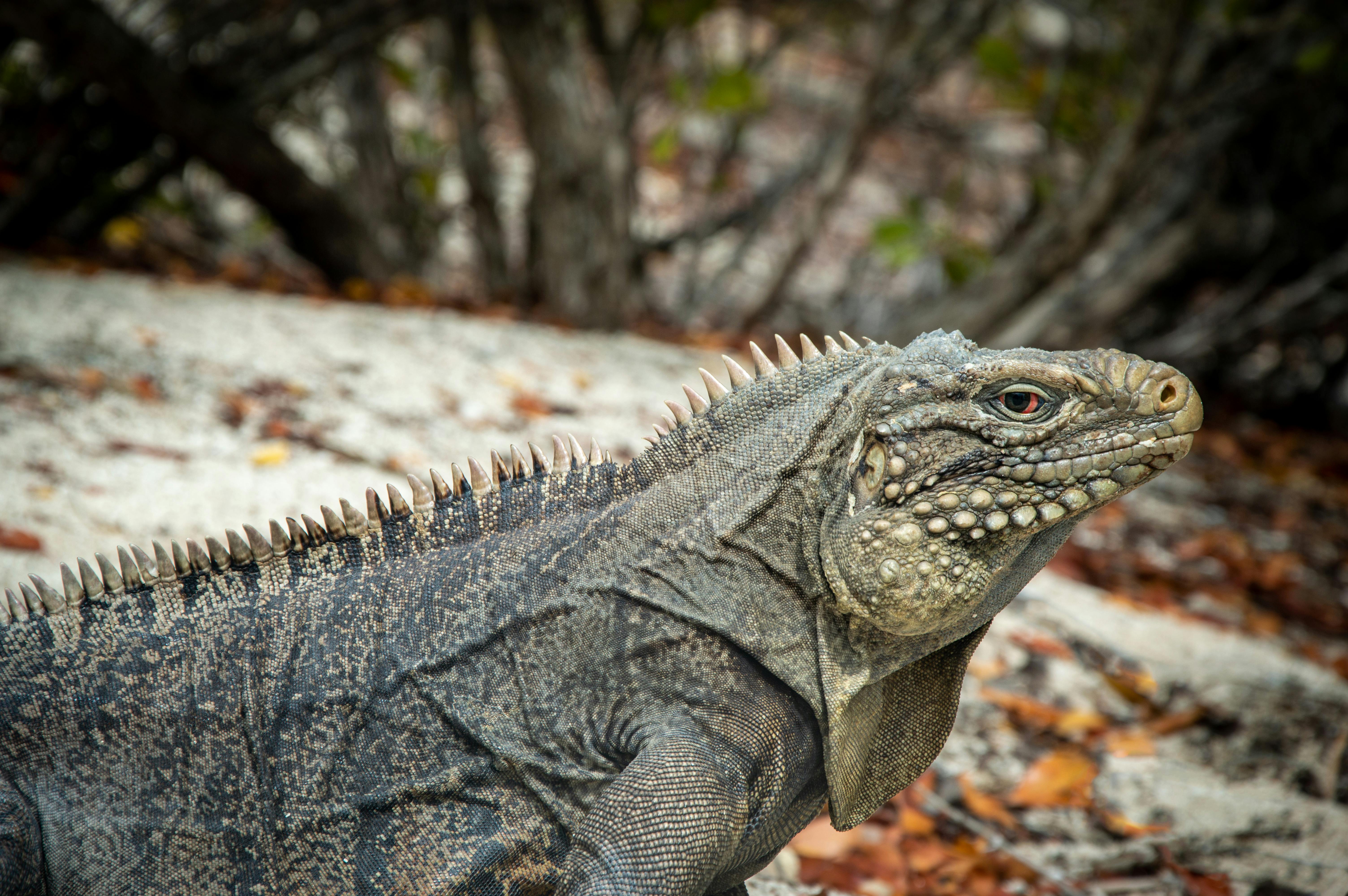 Brown and Green Iguana on Grass Field · Free Stock Photo