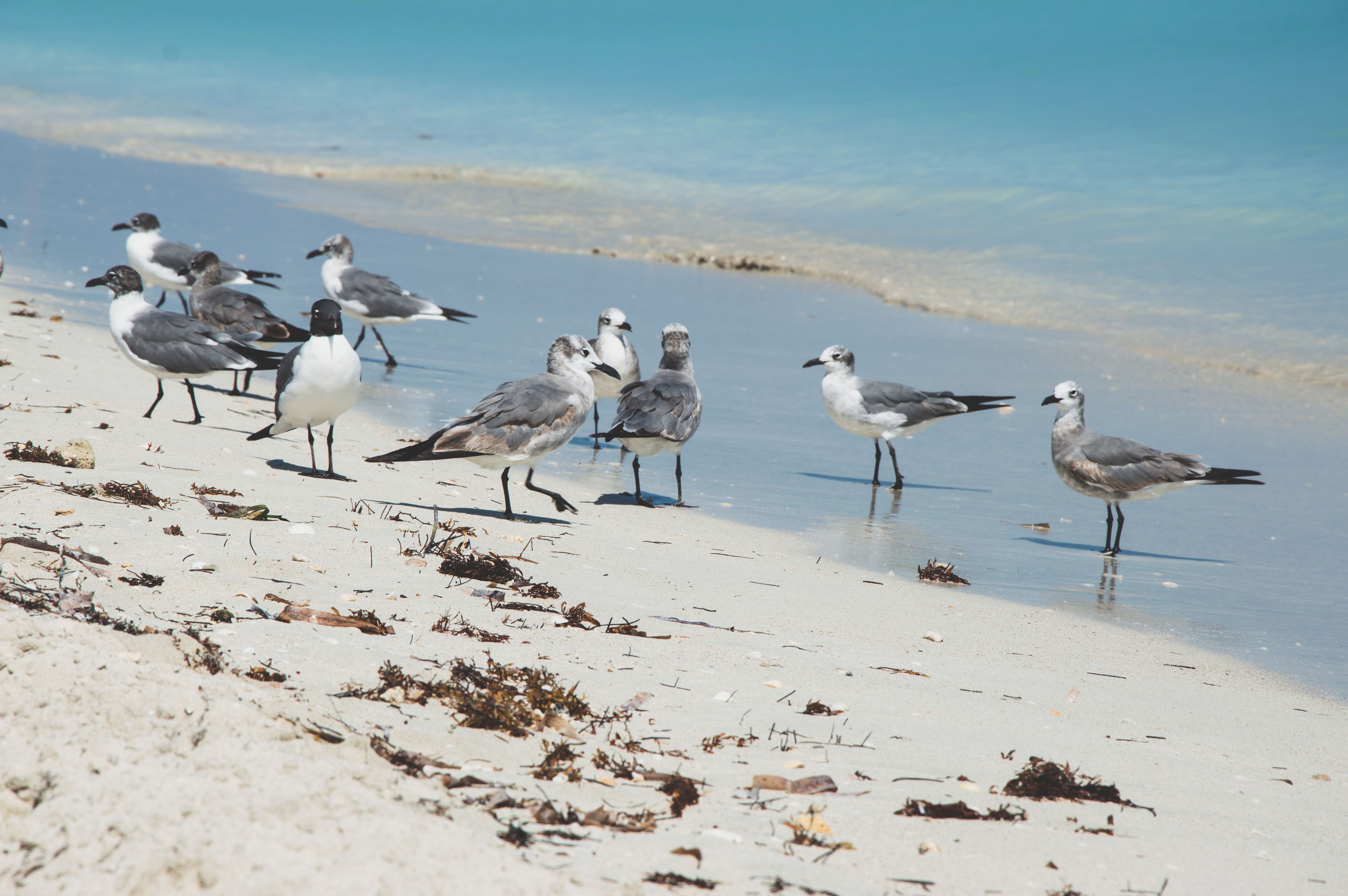 Close-up of a Seagull on the Beach · Free Stock Photo