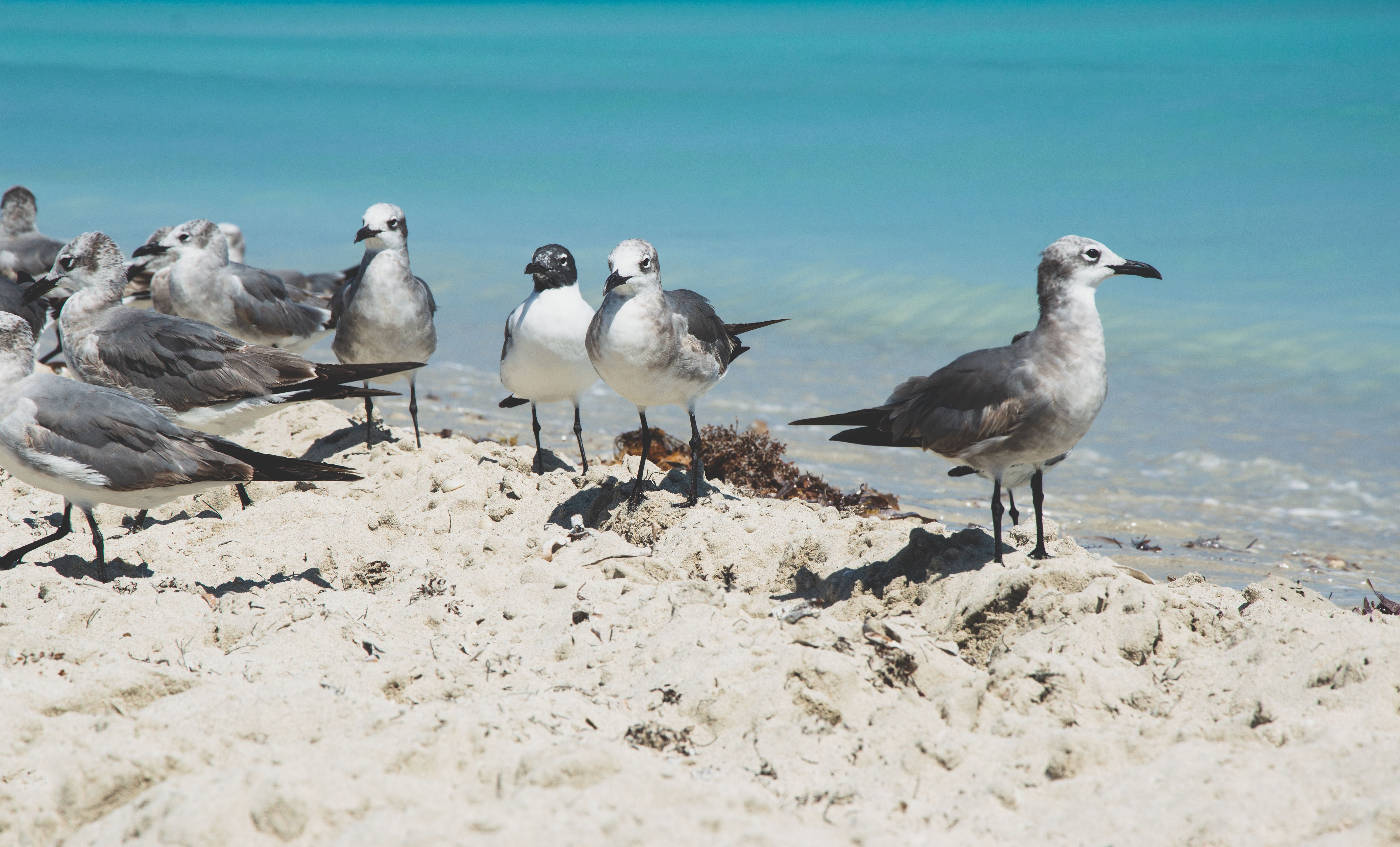 A Seagull on the Beach · Free Stock Photo