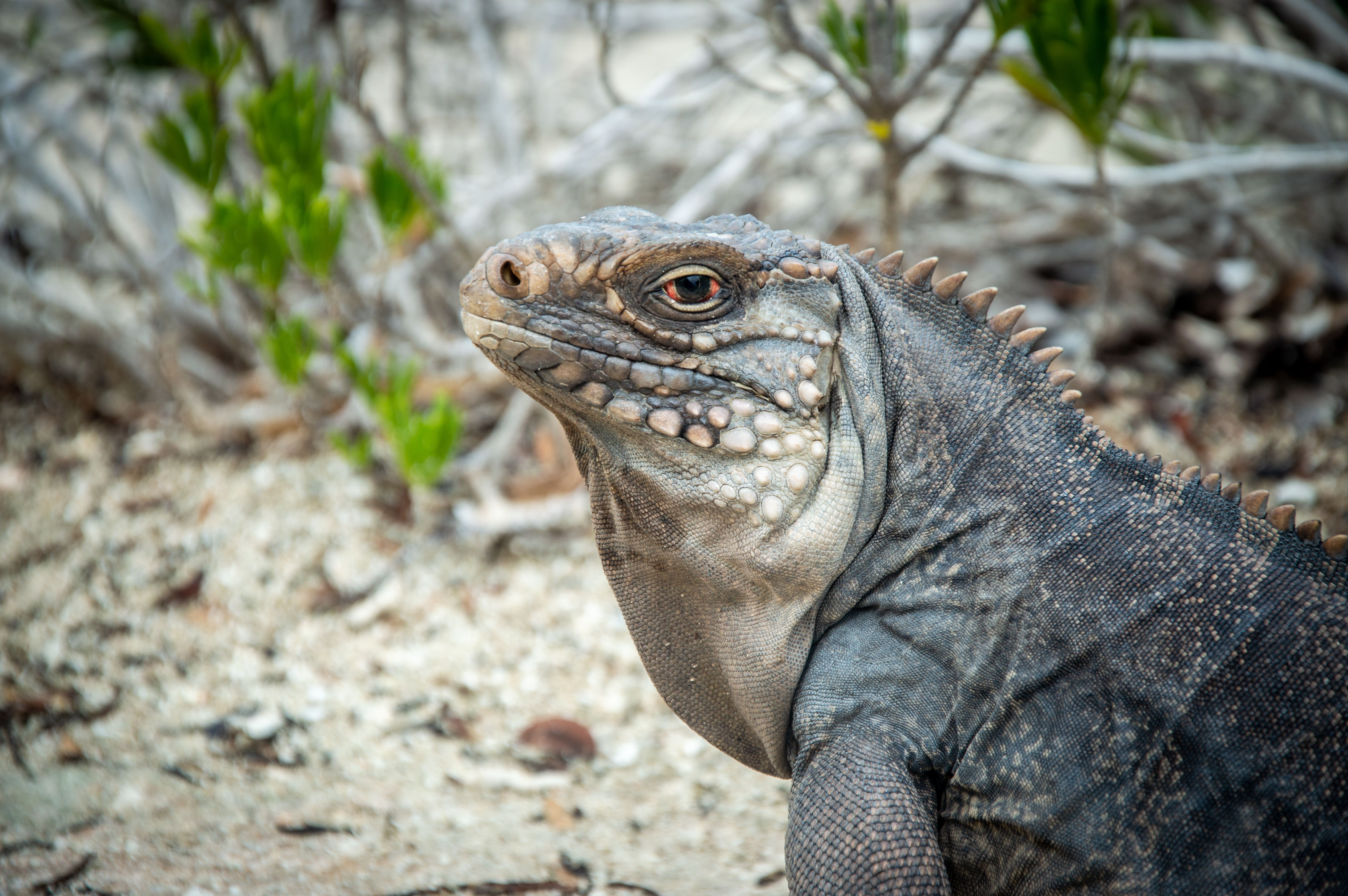 Close-up of an Iguana · Free Stock Photo