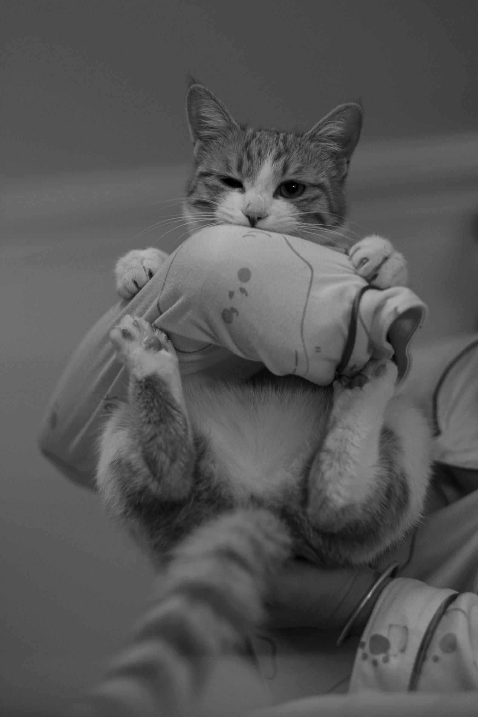 Cat Bite Puncture Wound Photos, Download The BEST Free Cat Bite ...