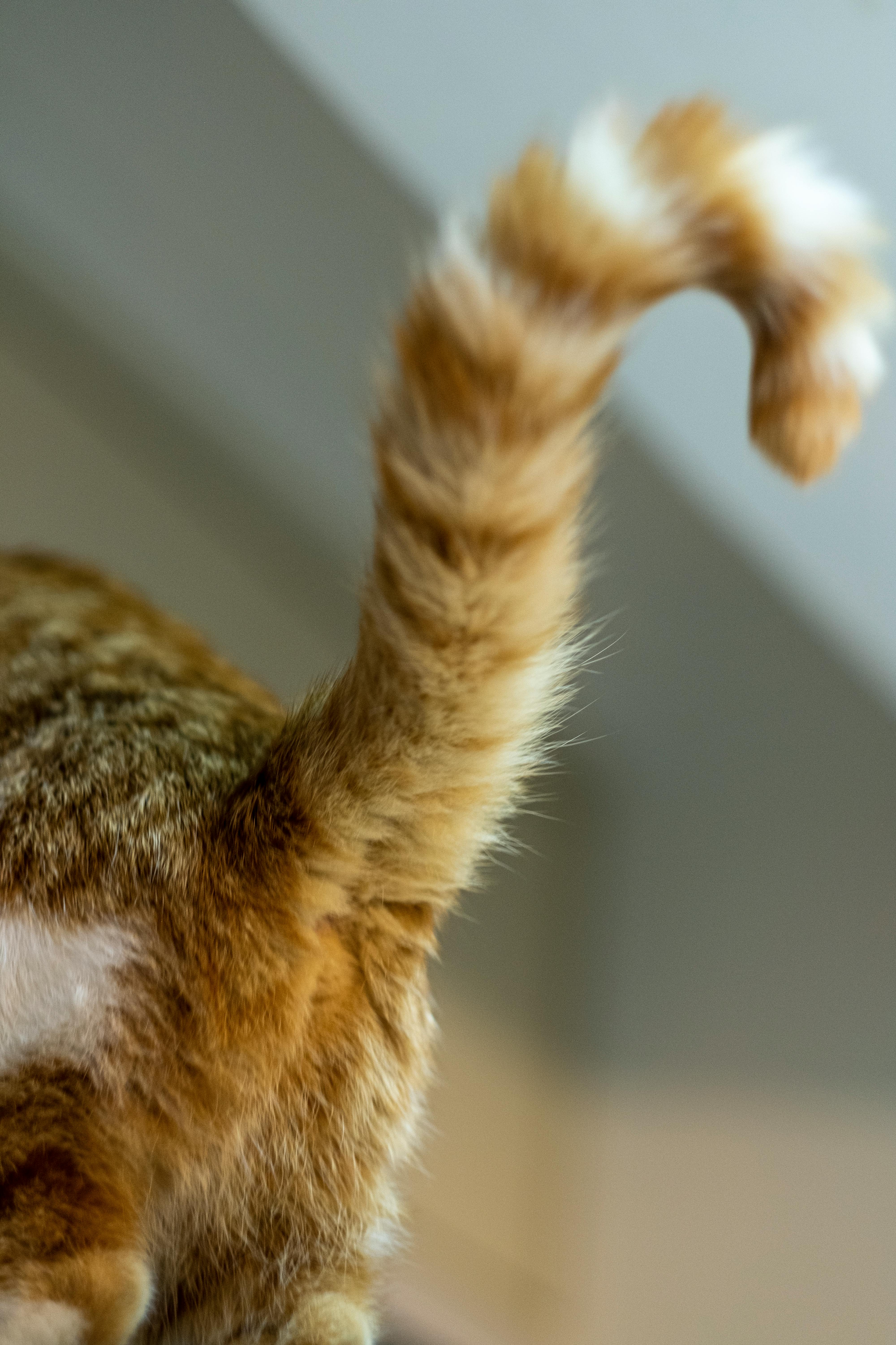 Striped Tail of Cat · Free Stock Photo