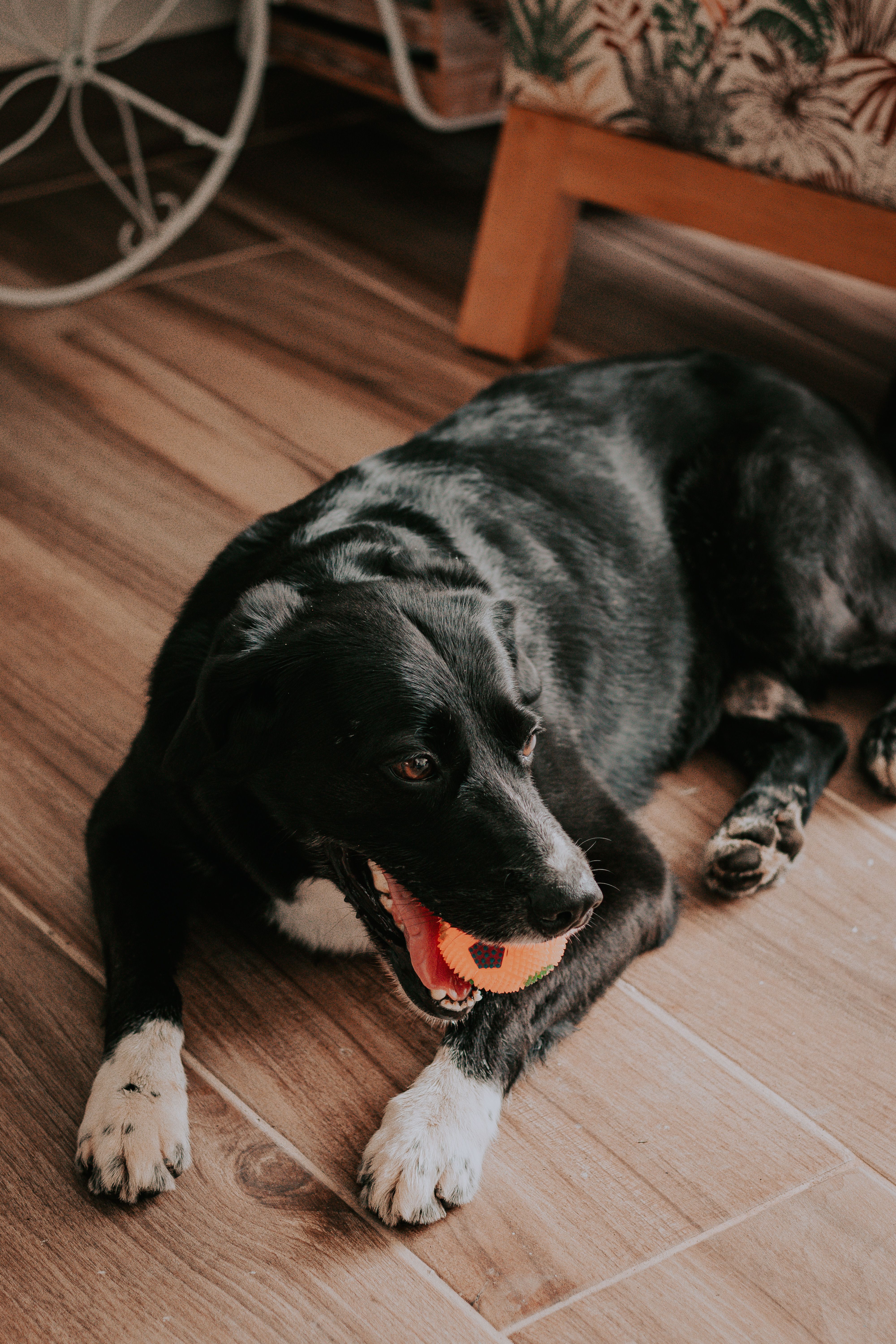Cute Dog Sitting on Floor Indoors · Free Stock Photo