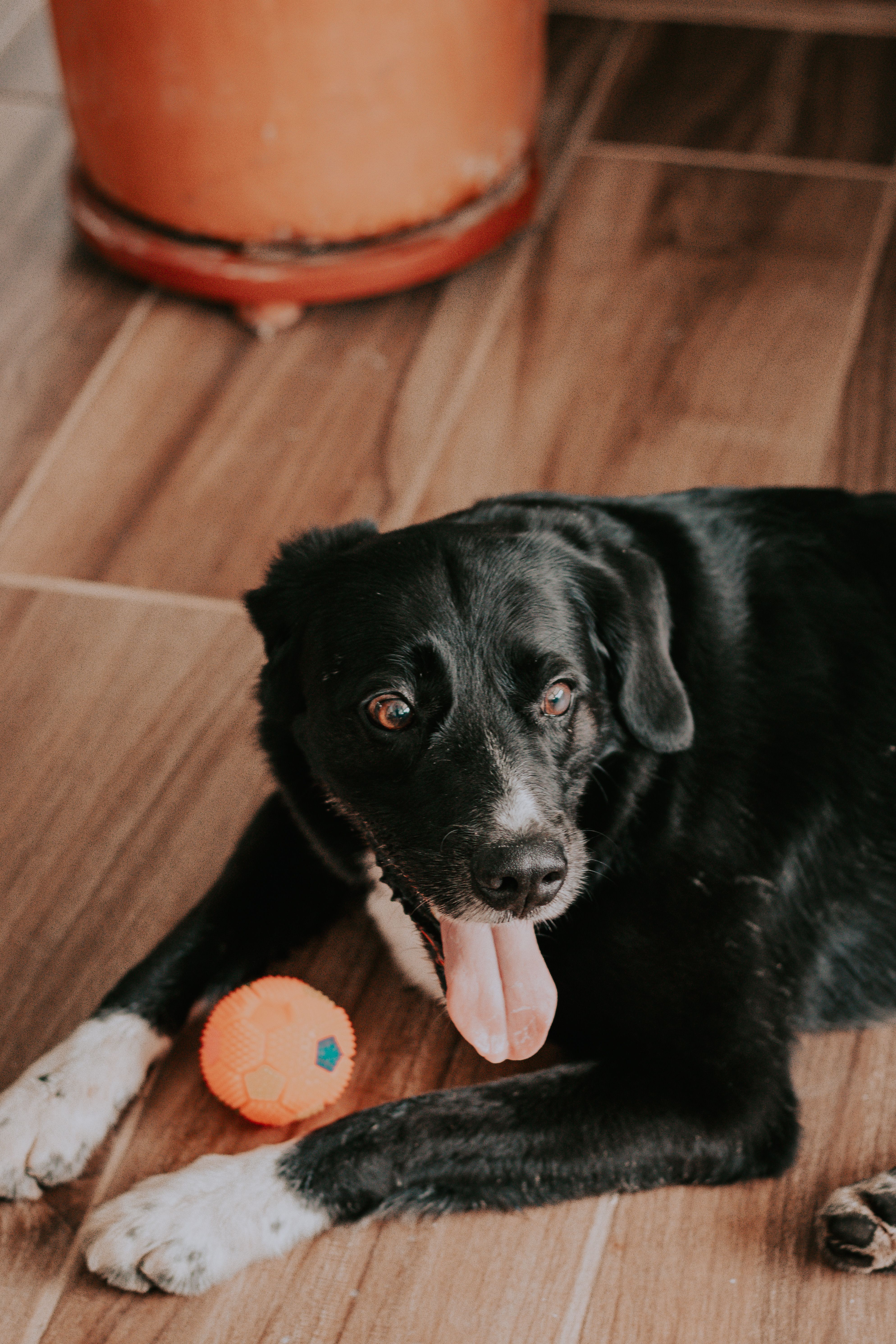 Paws On Floor Photos, Download The BEST Free Paws On Floor Stock Photos ...
