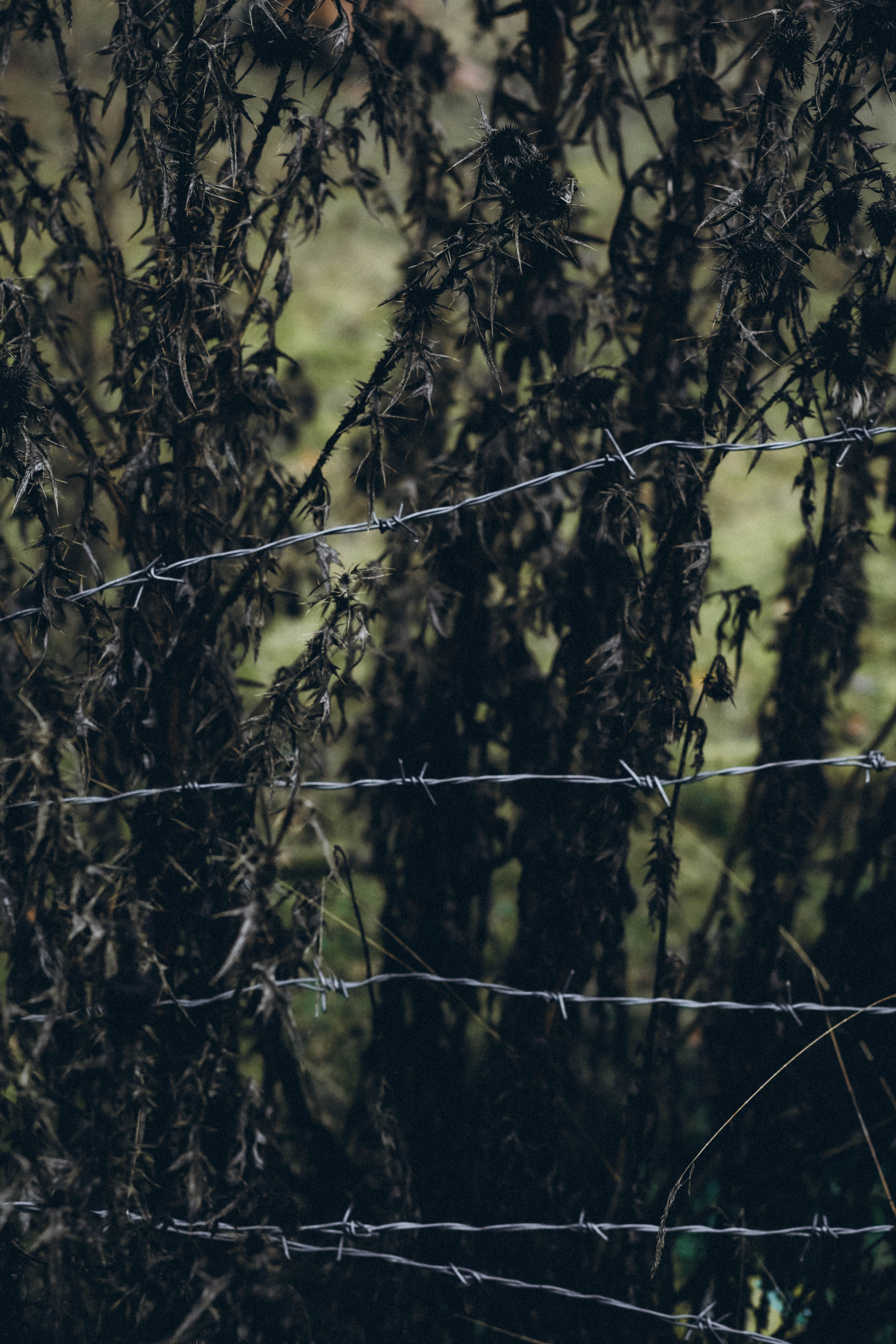 Barbed Wire Near on Green Surface · Free Stock Photo