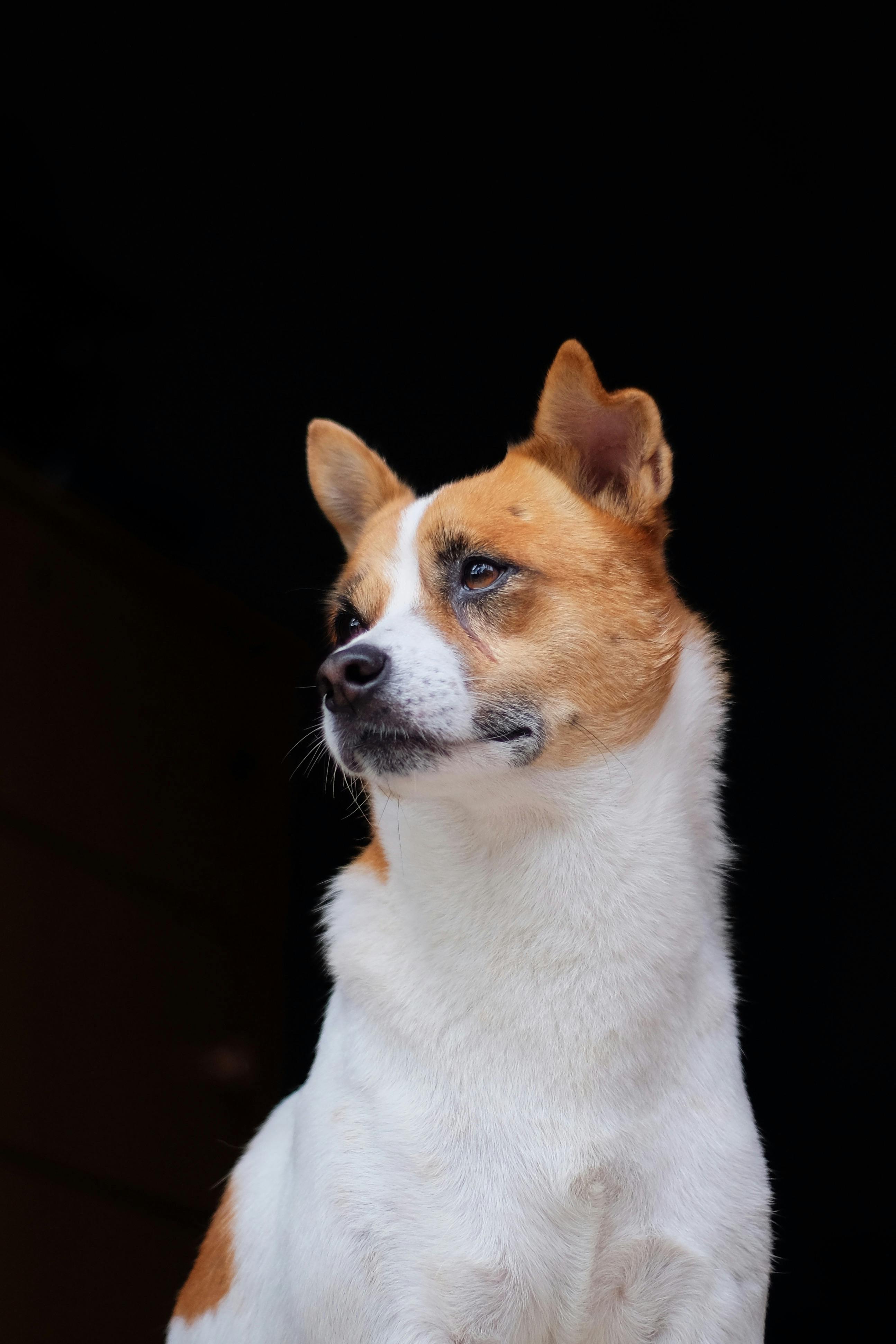 Bosco The Dog Photos, Download The BEST Free Bosco The Dog Stock Photos ...