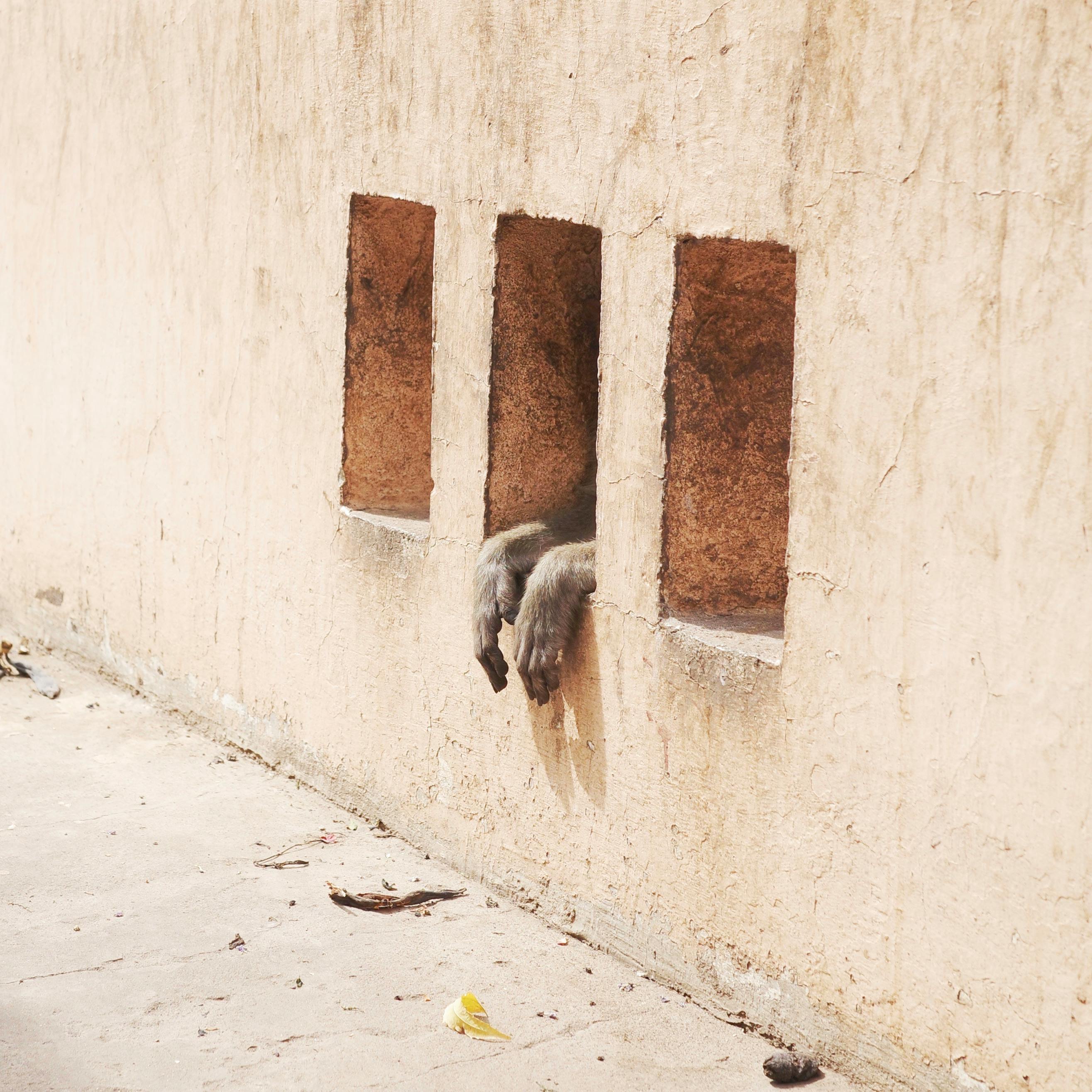 Monkeys Paws in Window Openings · Free Stock Photo
