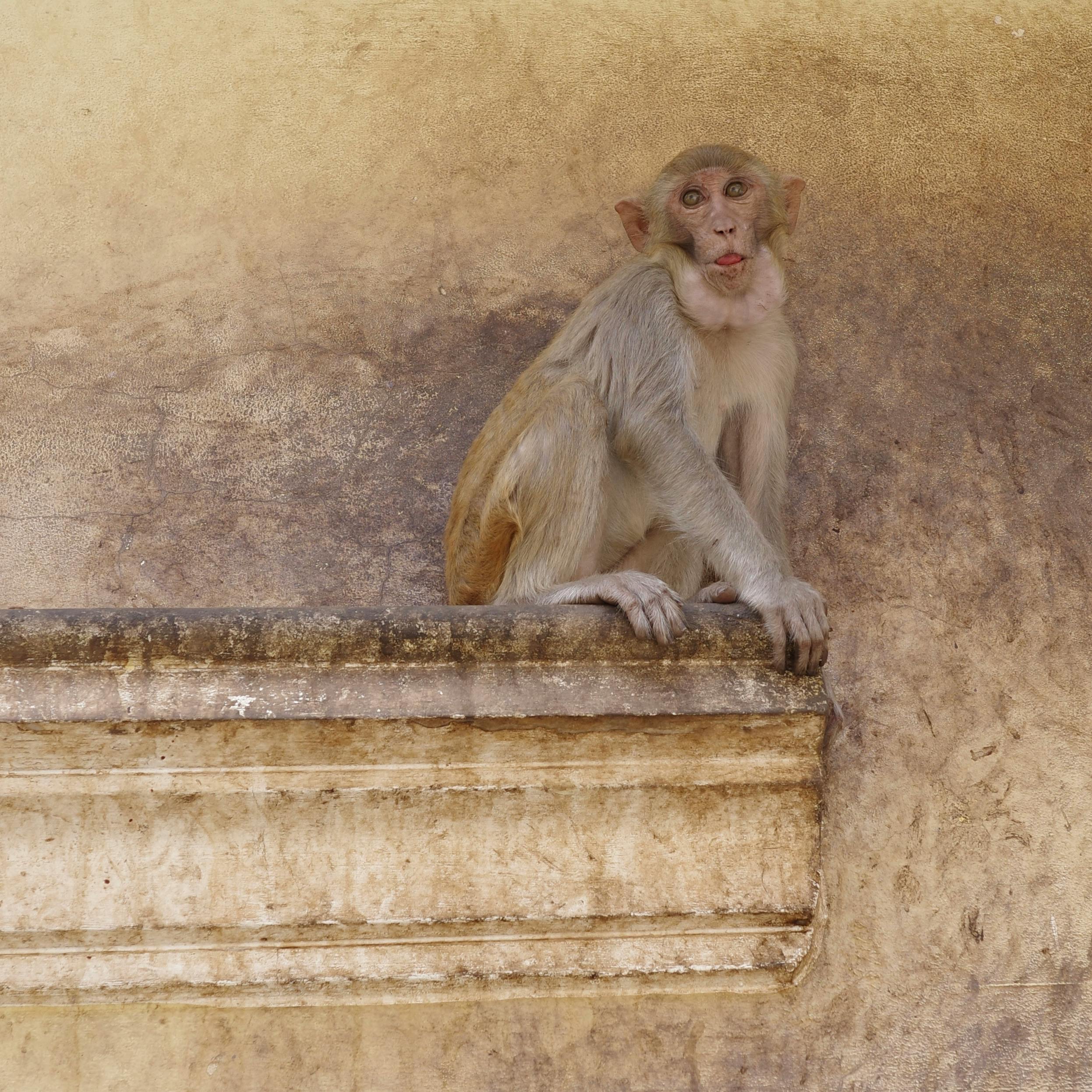 A Monkey Sitting on the Exterior Wall of a Building · Free Stock Photo