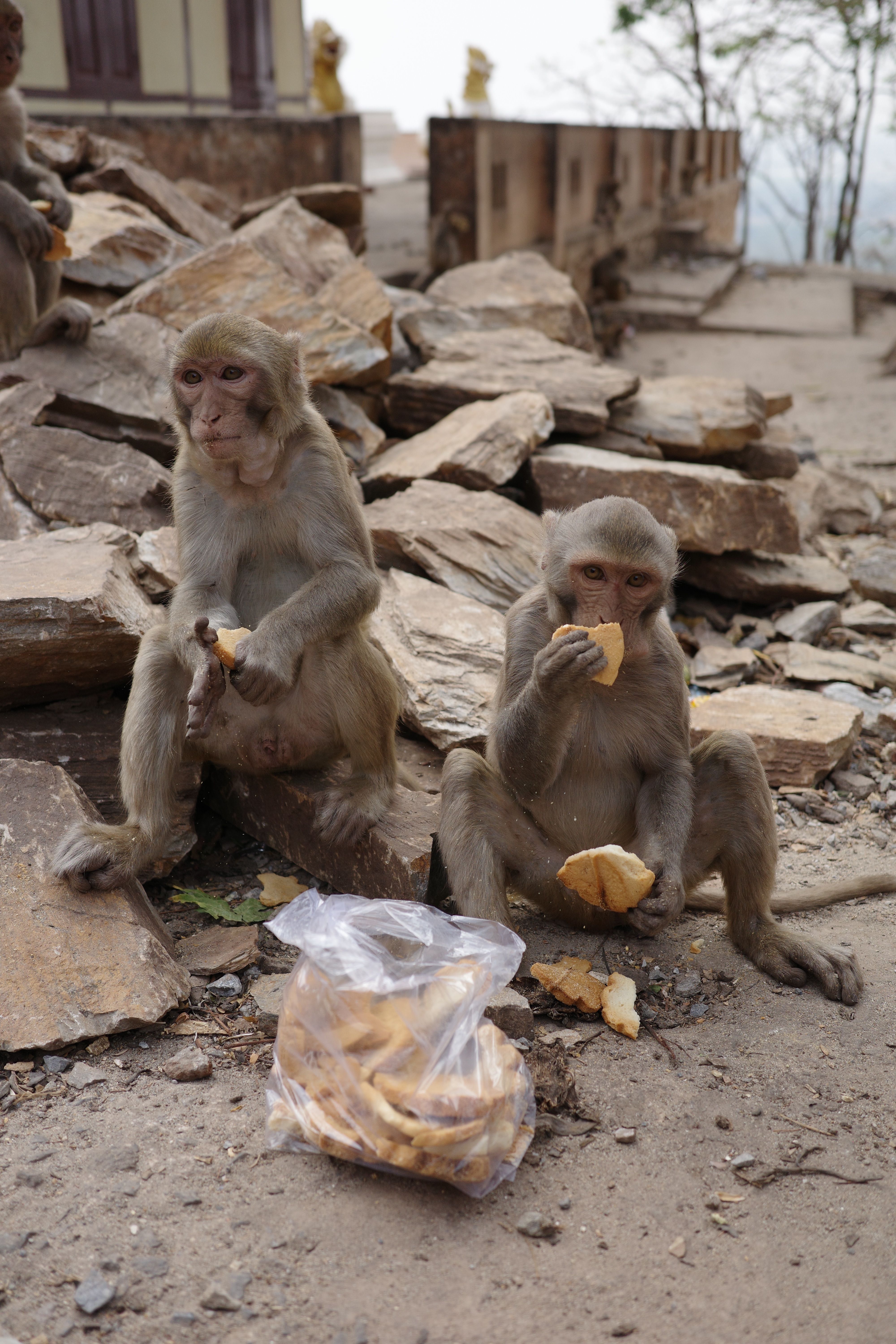 Monkey Sitting and Eating · Free Stock Photo