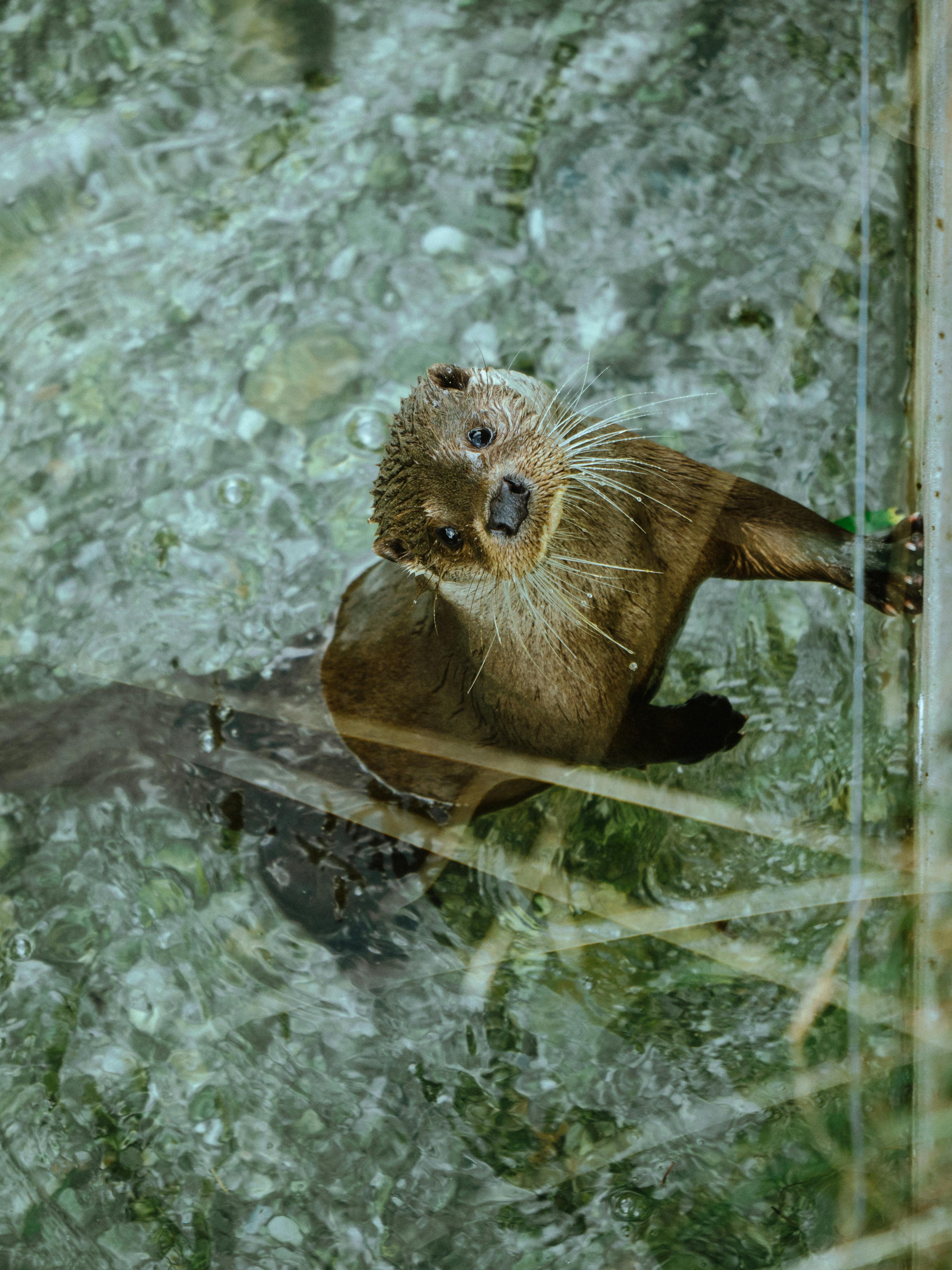 Close-up of an Otter · Free Stock Photo