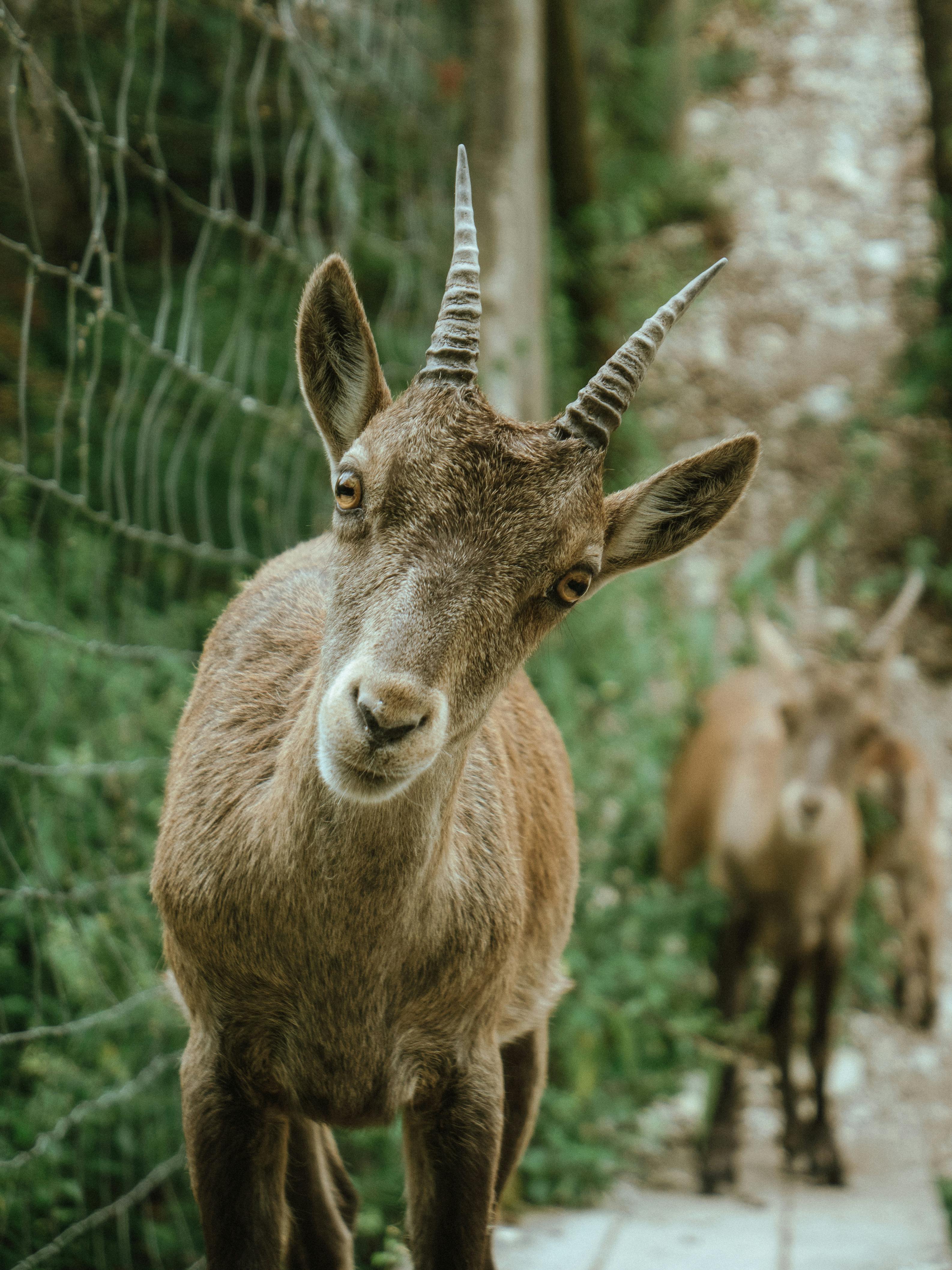 Young ibex · Free Stock Photo