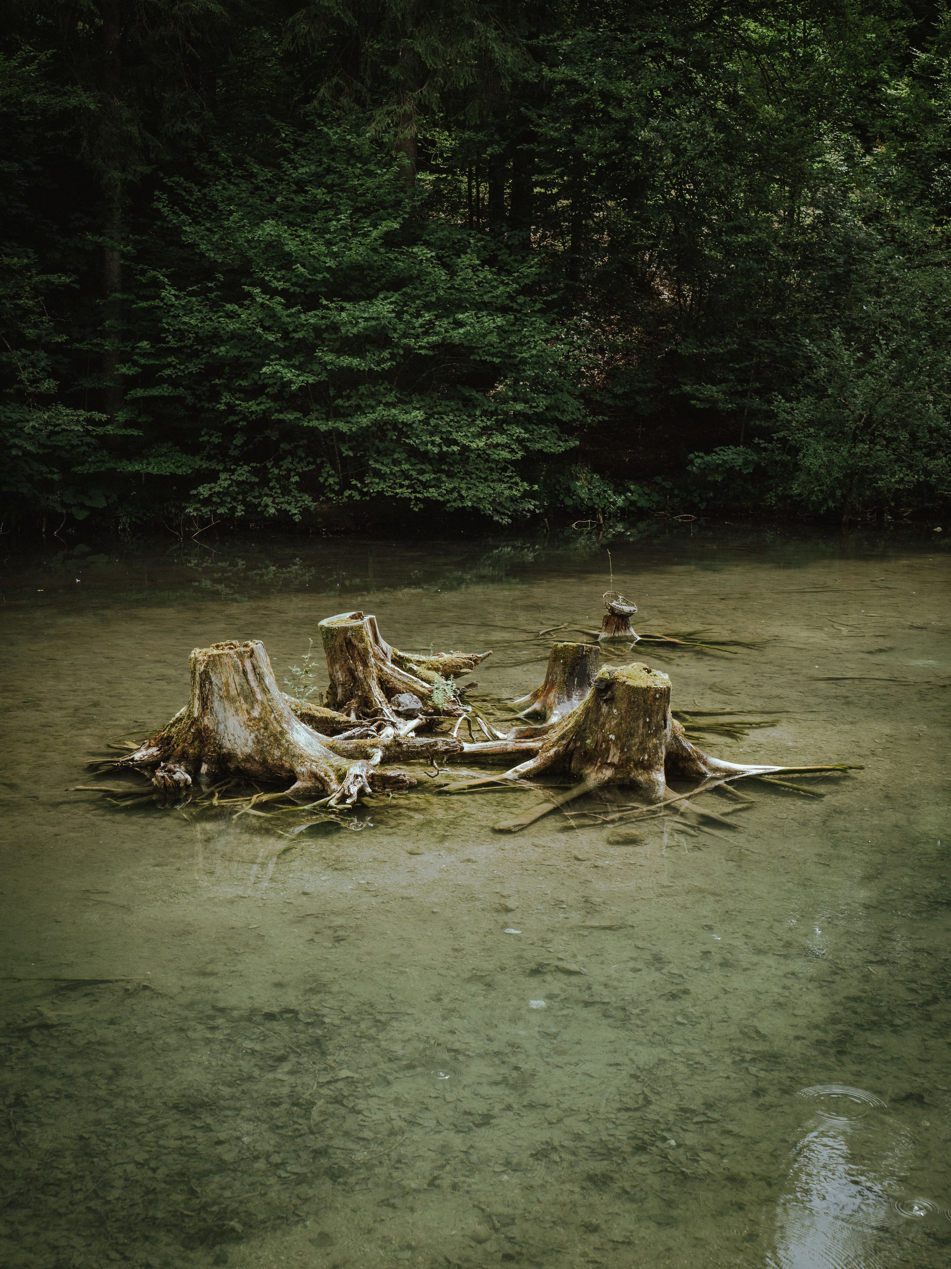 Tree Trunks in Water · Free Stock Photo