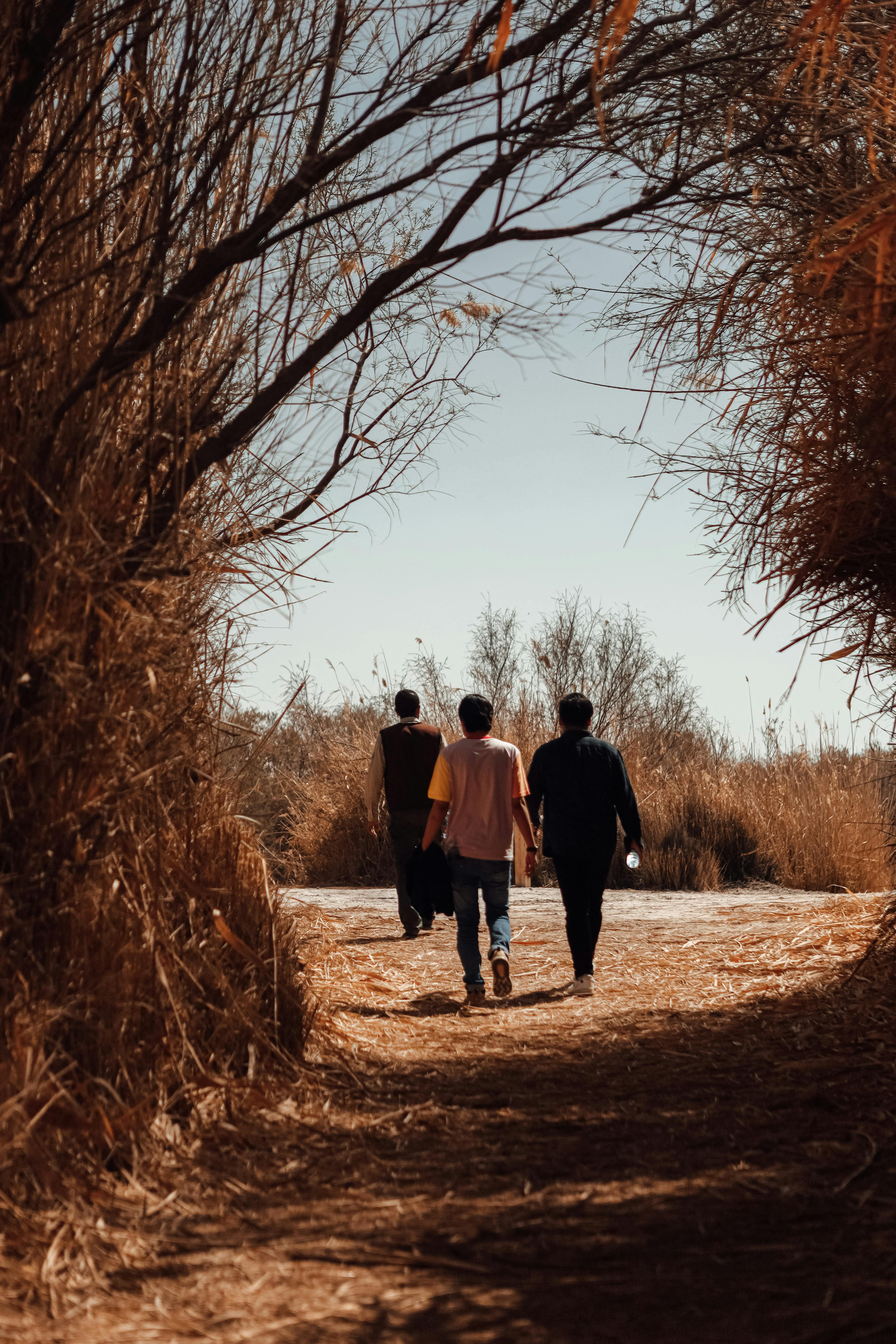 Trees and Men Walking behind · Free Stock Photo