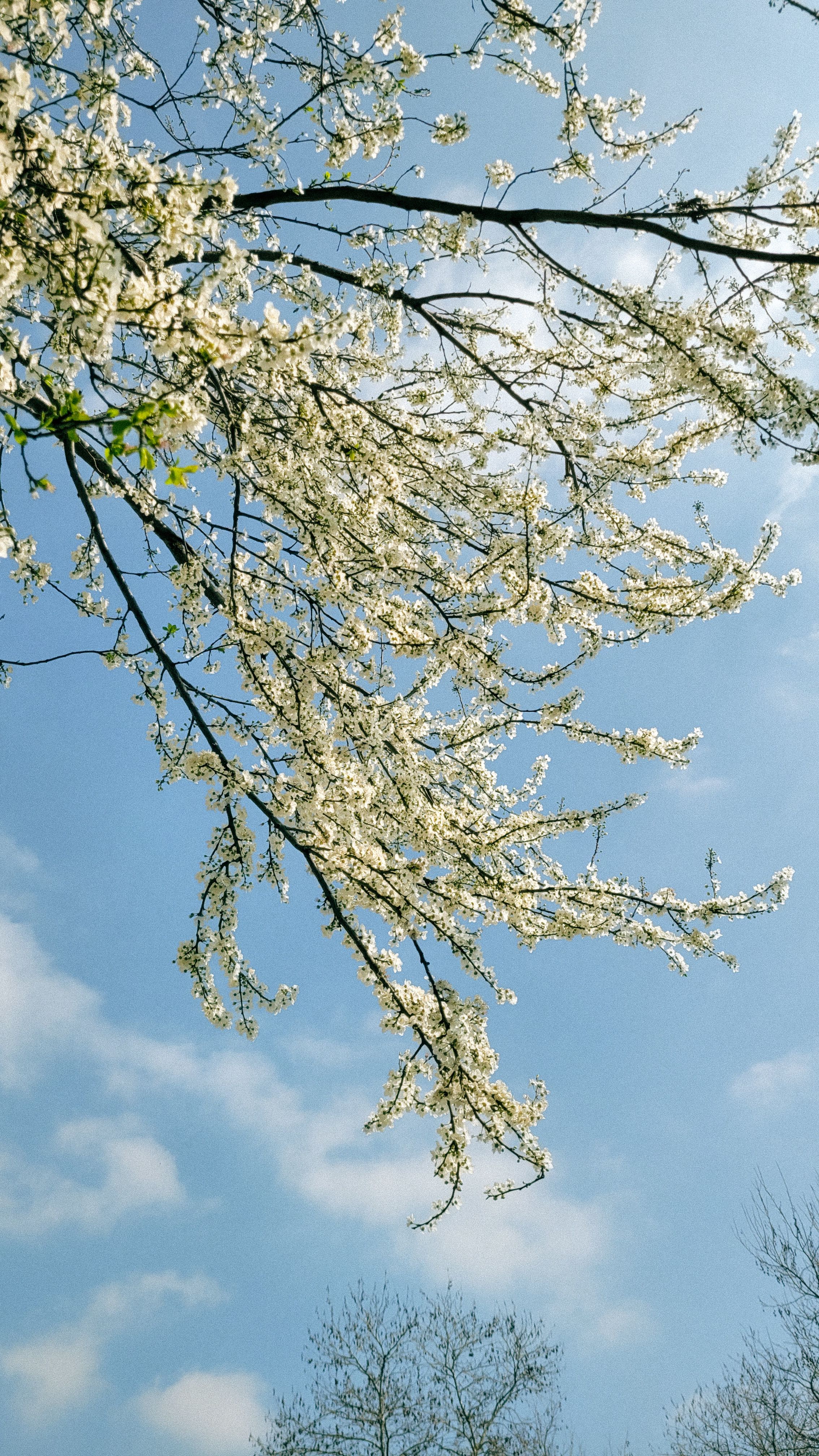 Flowering Tree with Green Leaves on Tree Trunks · Free Stock Photo