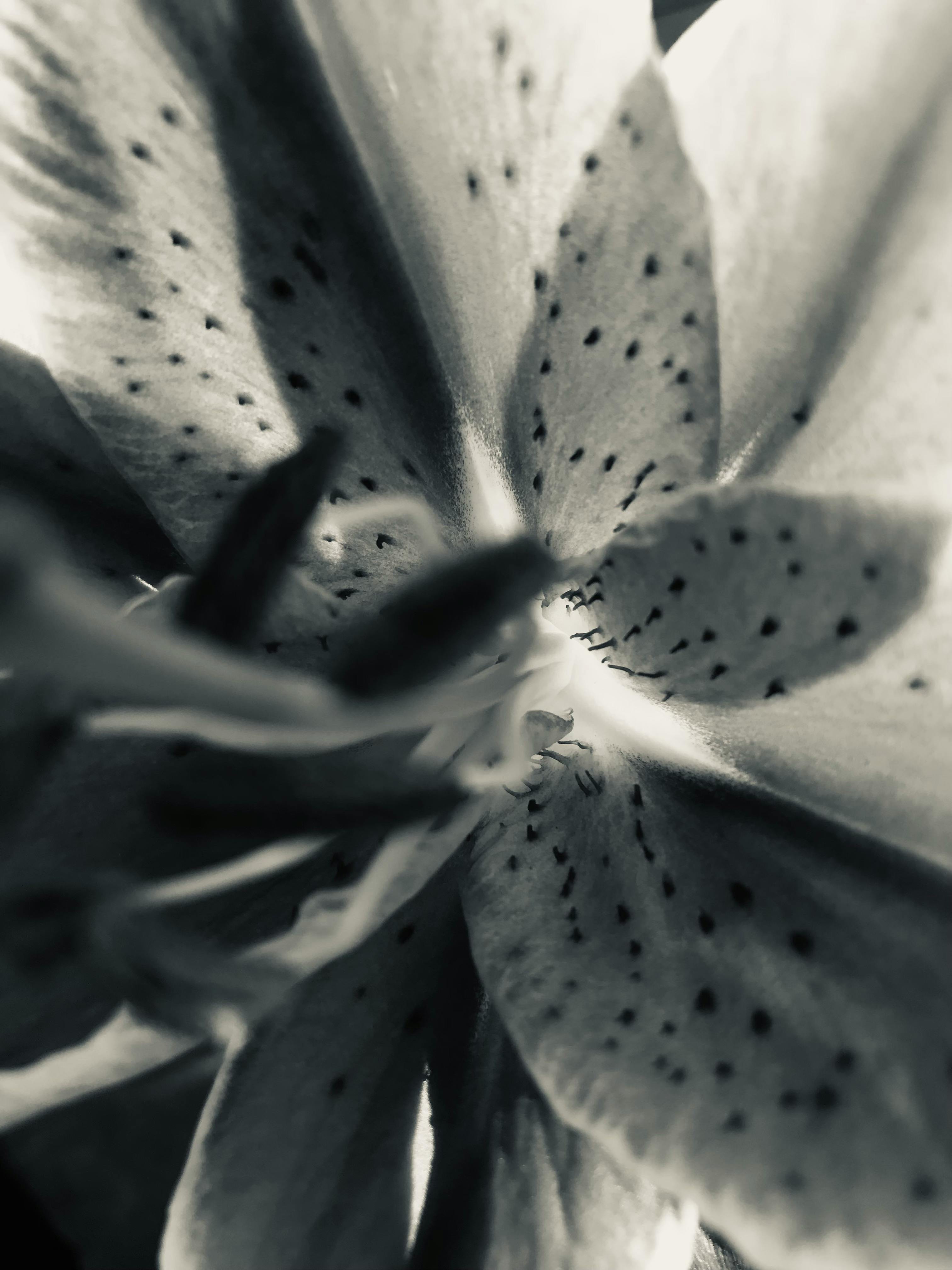 The Peony Boo - Photography