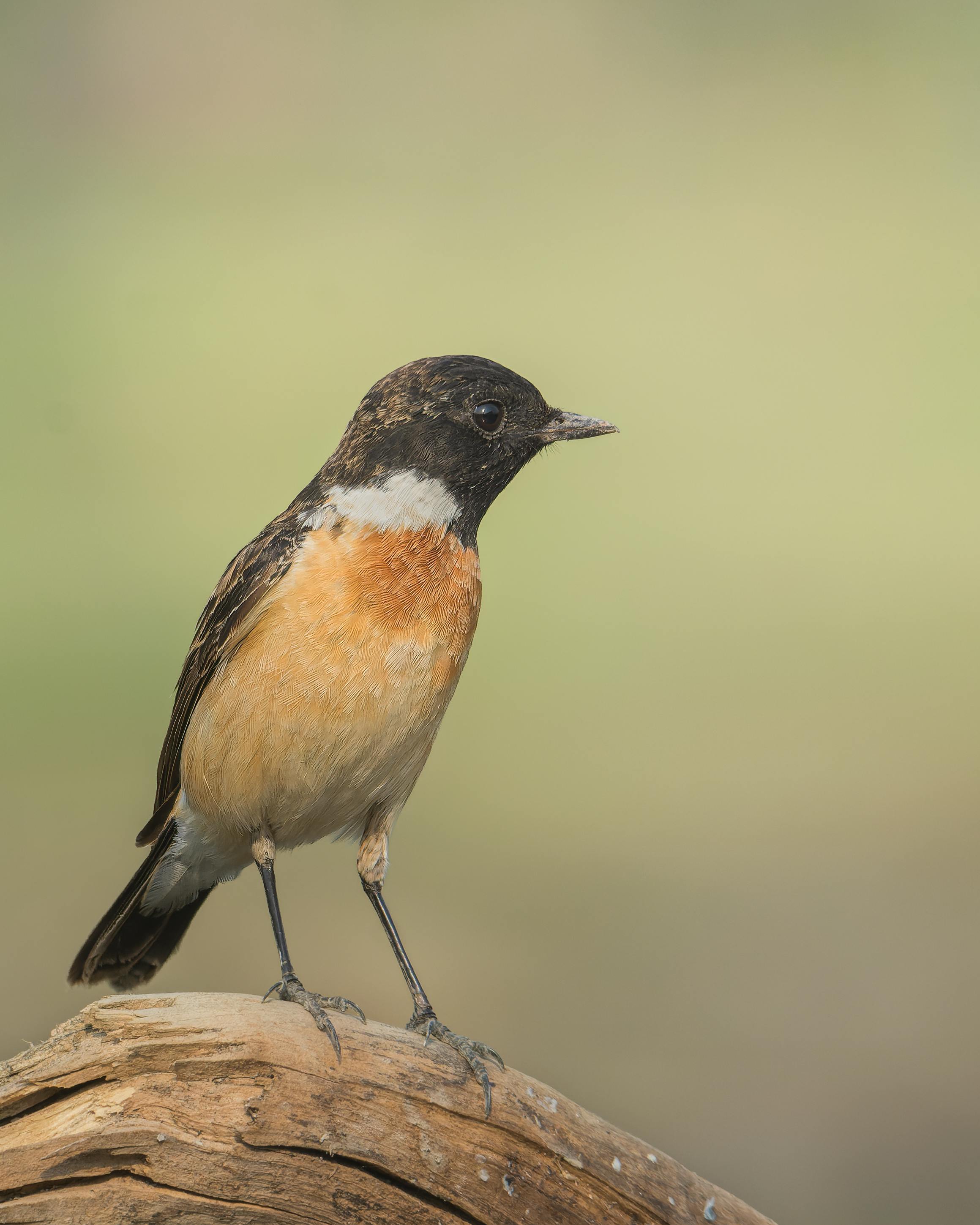 Close-up of Bird Sitting on Tree Branch · Free Stock Photo