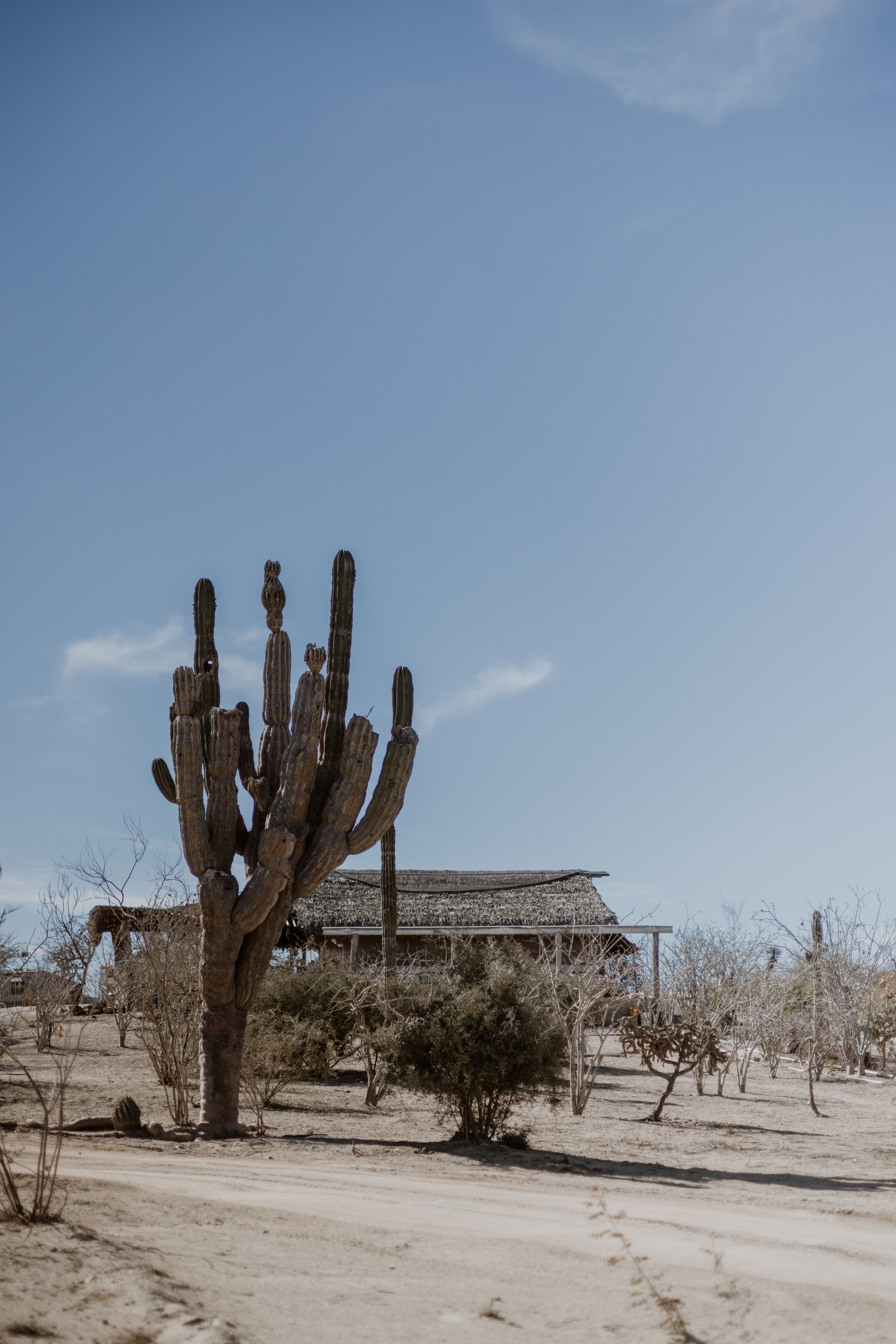 Cactus and Abandoned Building in Desert · Free Stock Photo
