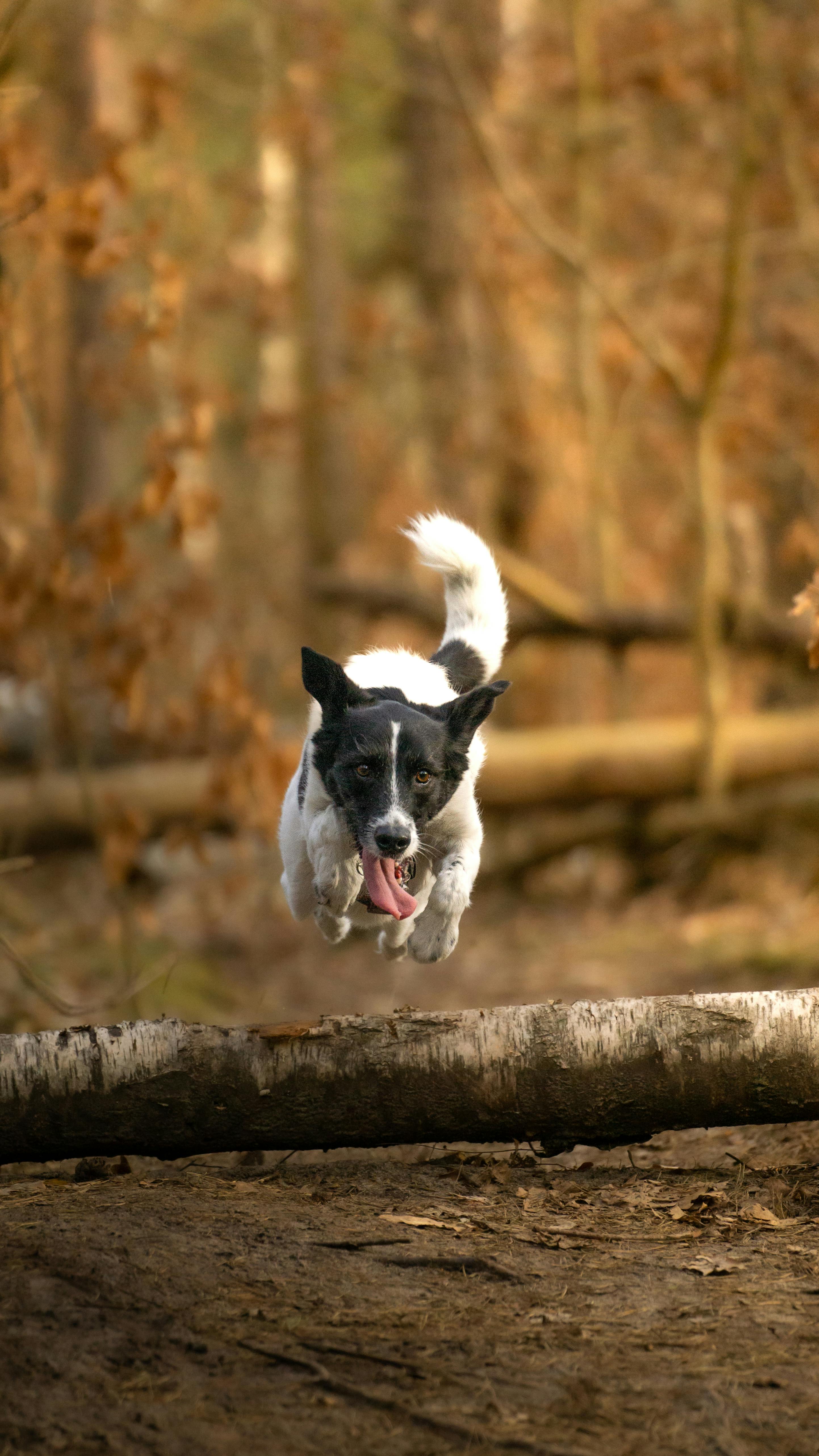 Action Dog Photos, Download The BEST Free Action Dog Stock Photos & HD ...