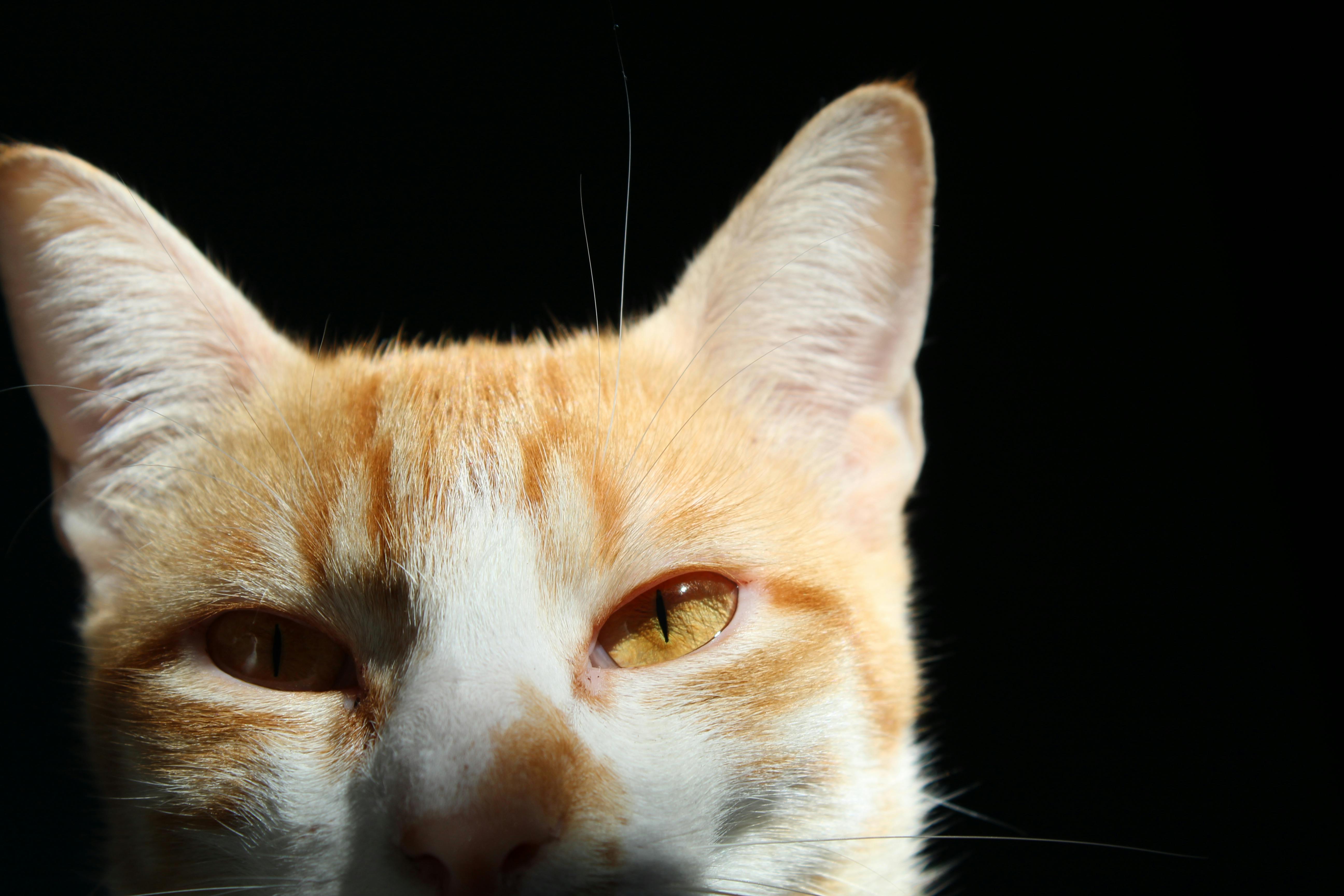 Célio Júnior - Fotografía