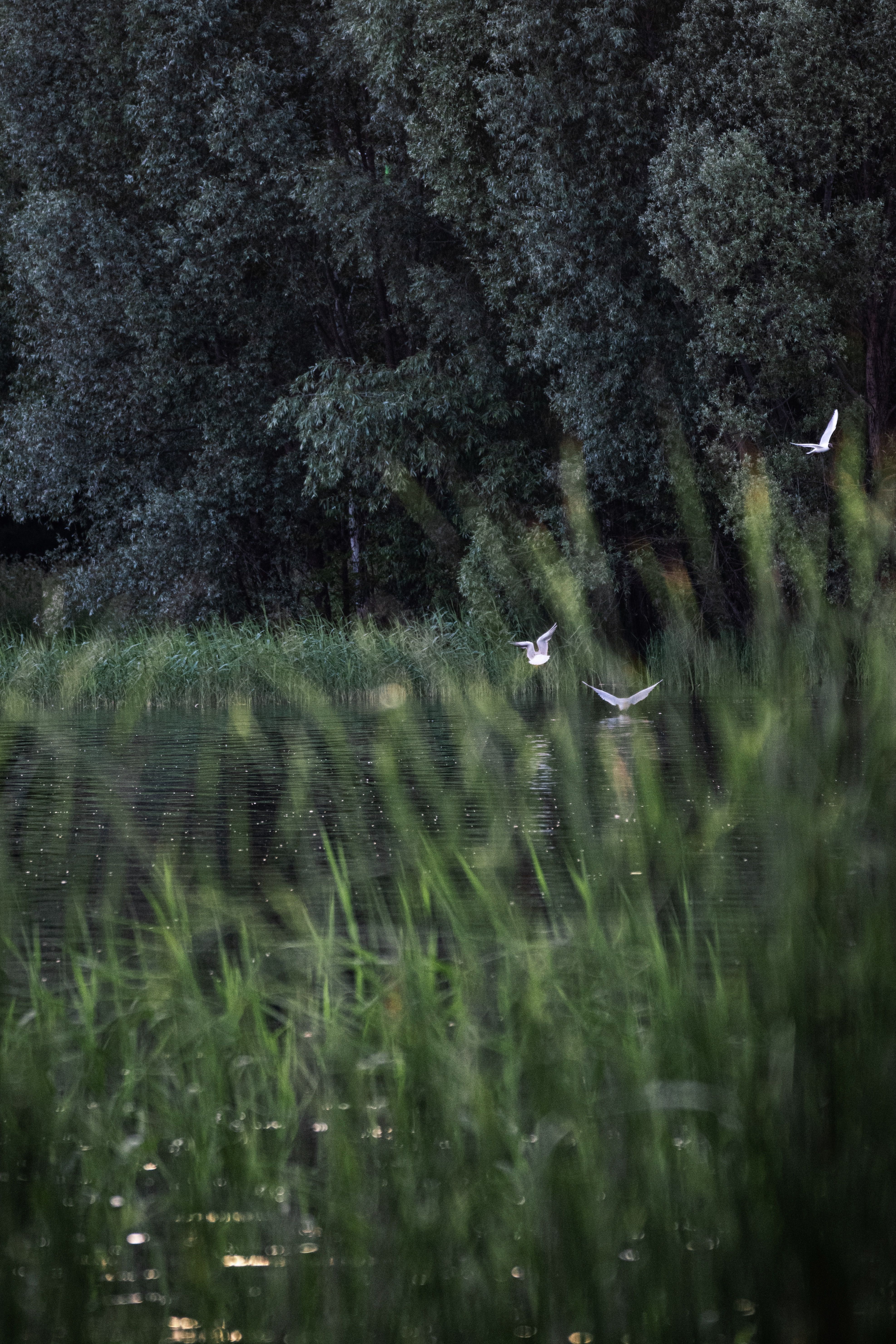 Birds Flying above Lake near Forest · Free Stock Photo