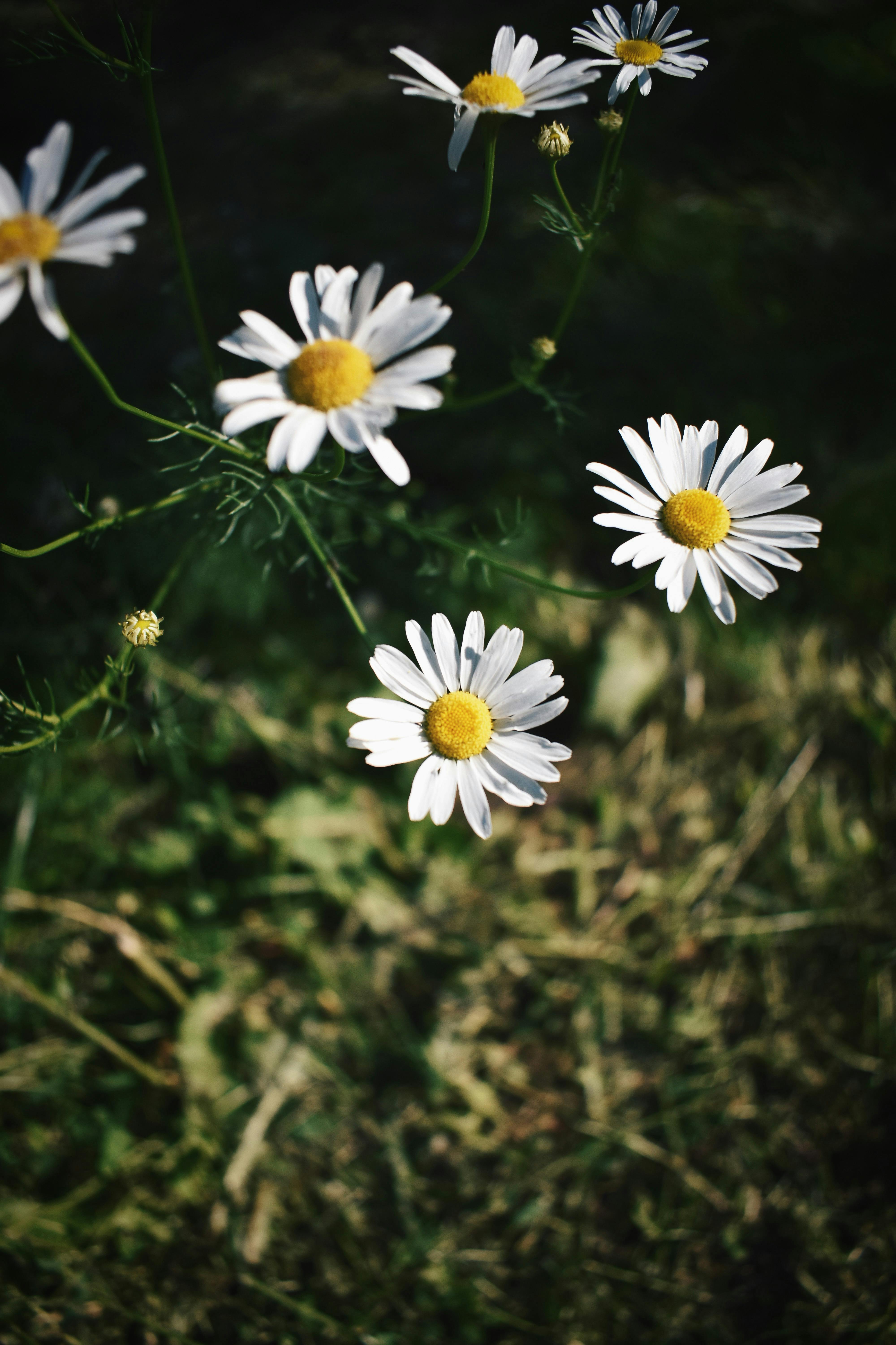 Close up of Chamomile Flowers · Free Stock Photo