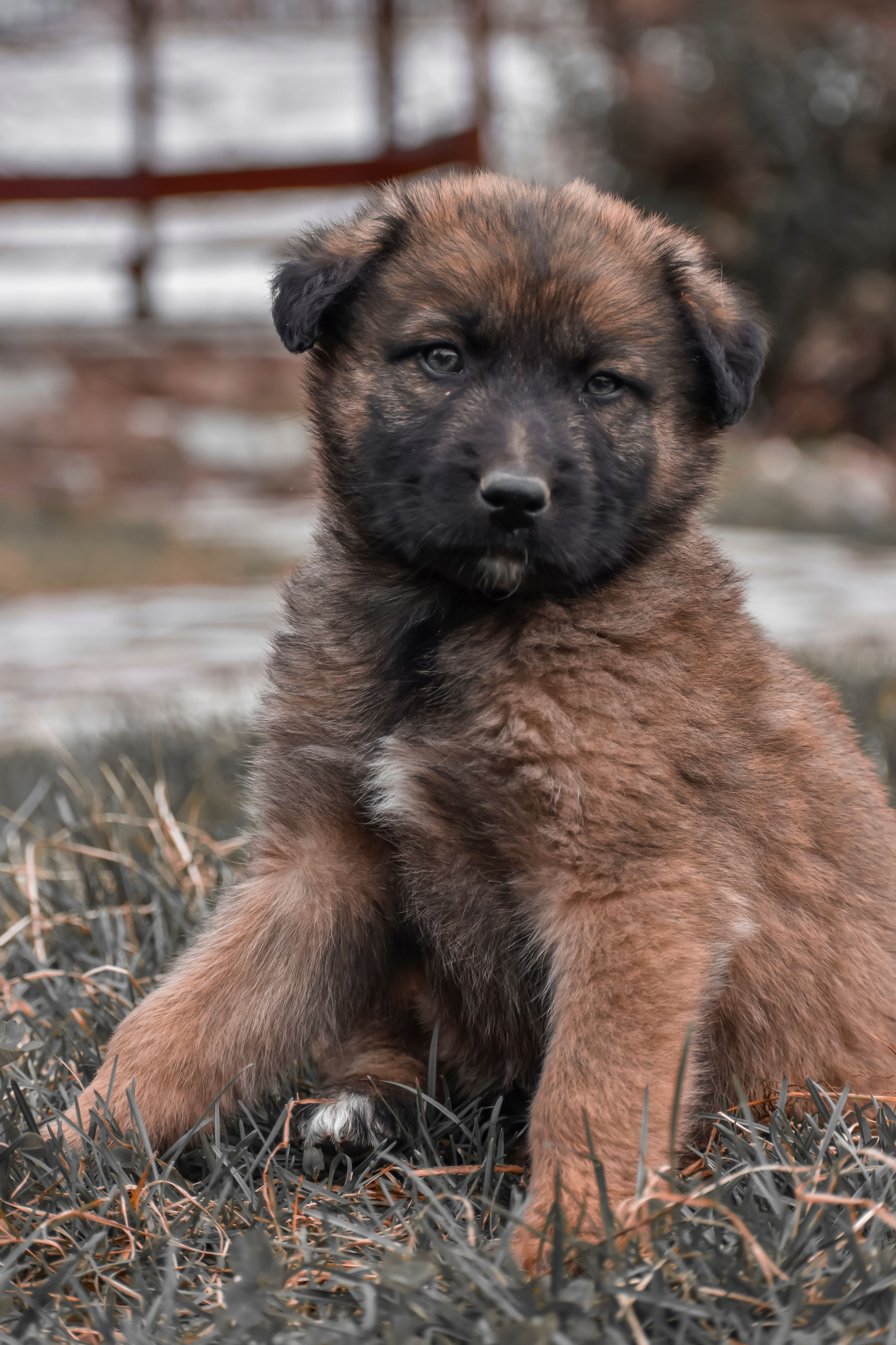 Close-up of a Cute Puppy · Free Stock Photo