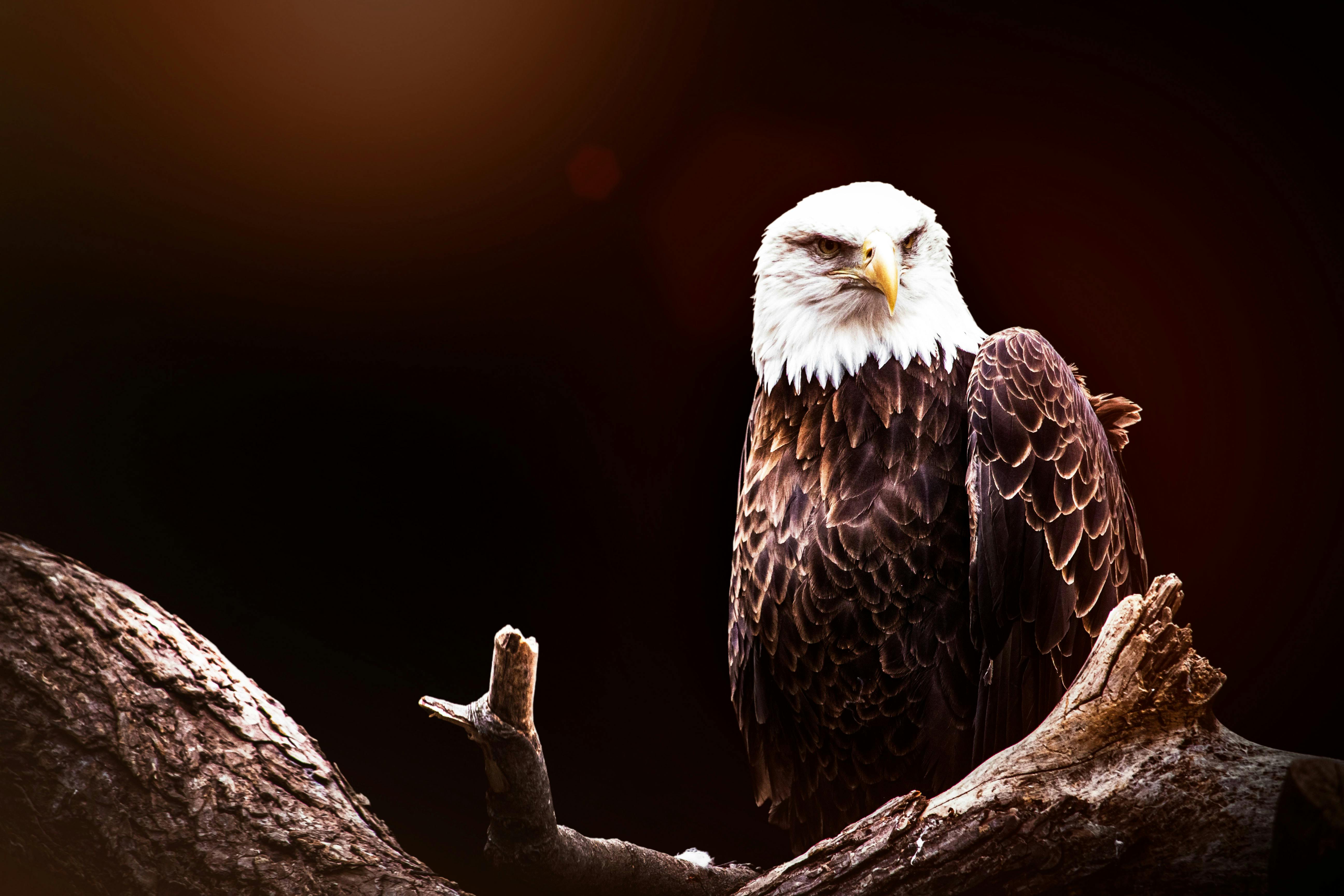 Tiger And Eagle Photos, Download The BEST Free Tiger And Eagle Stock ...