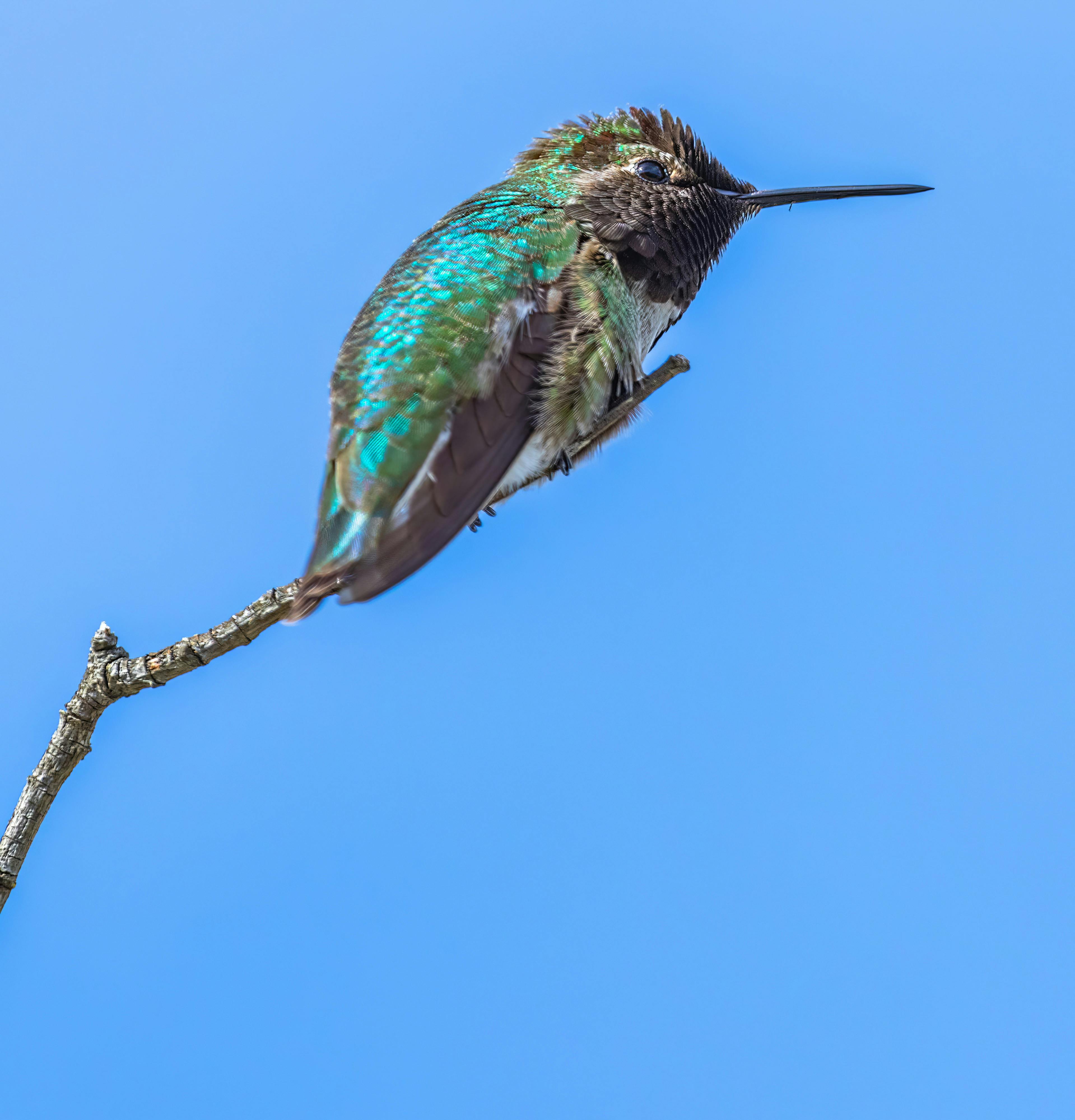 Foto de stock gratuita sobre al aire libre, anatomía, animal, ave ...