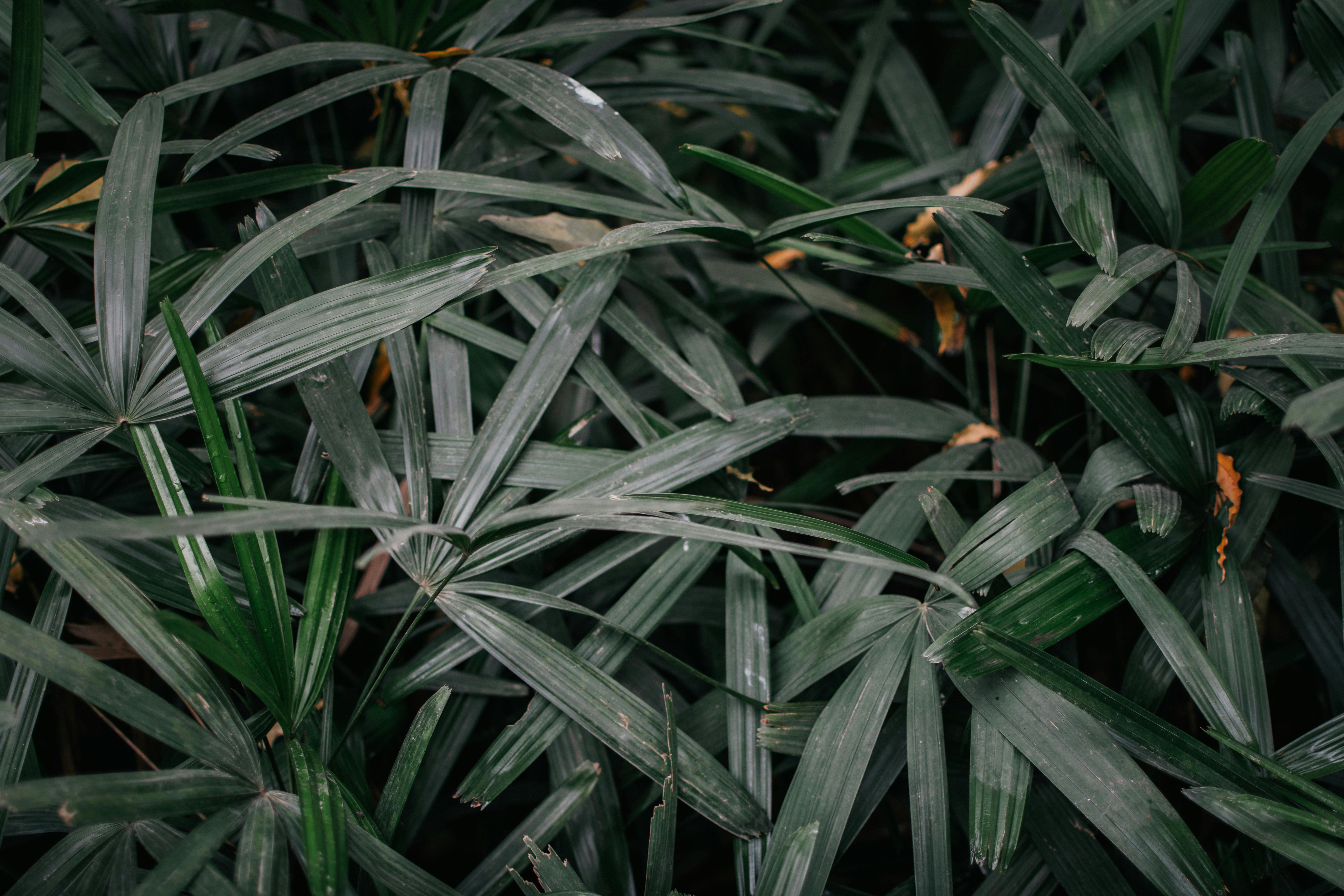 Patterns on Leaves · Free Stock Photo