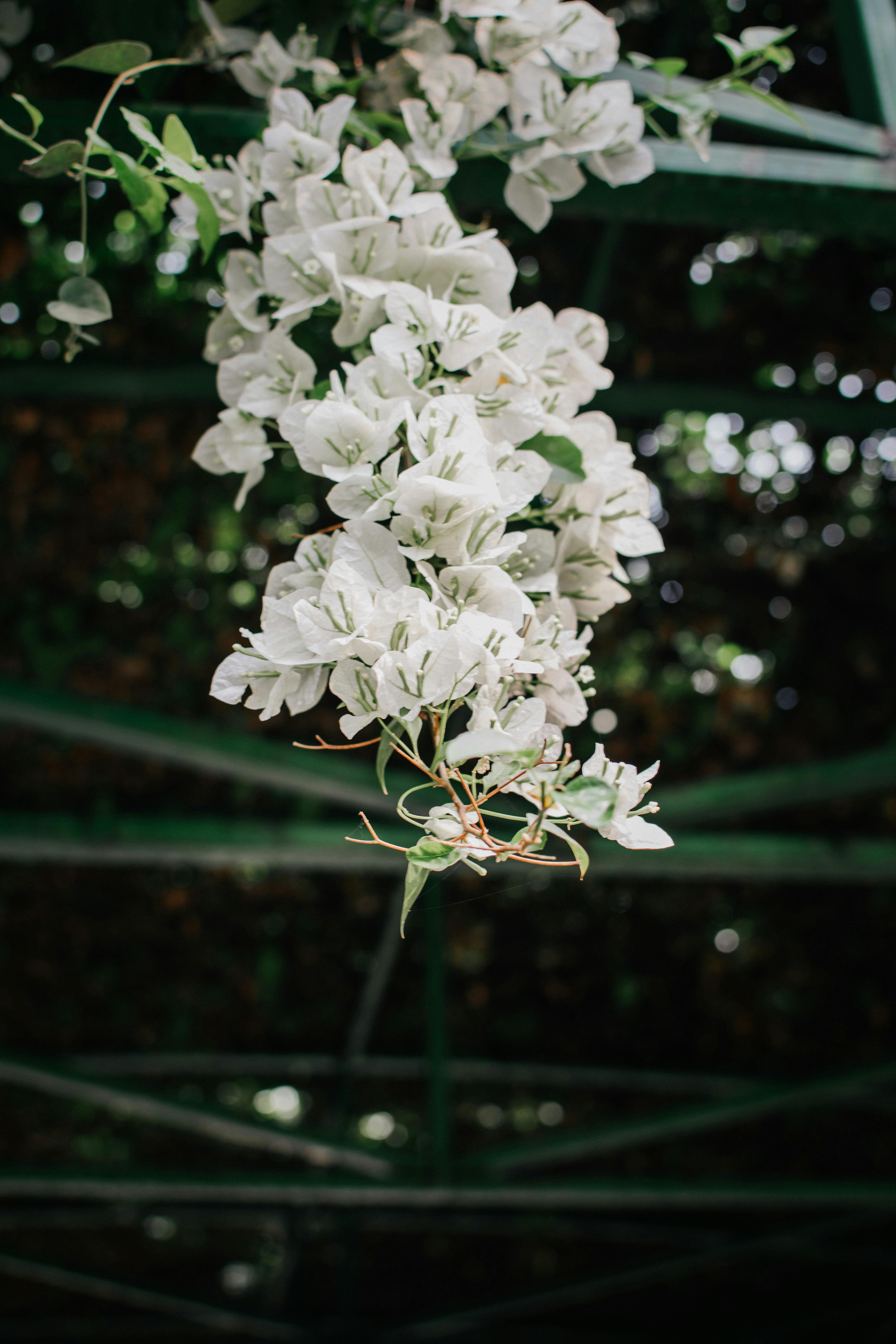 Decorative White Flowers · Free Stock Photo
