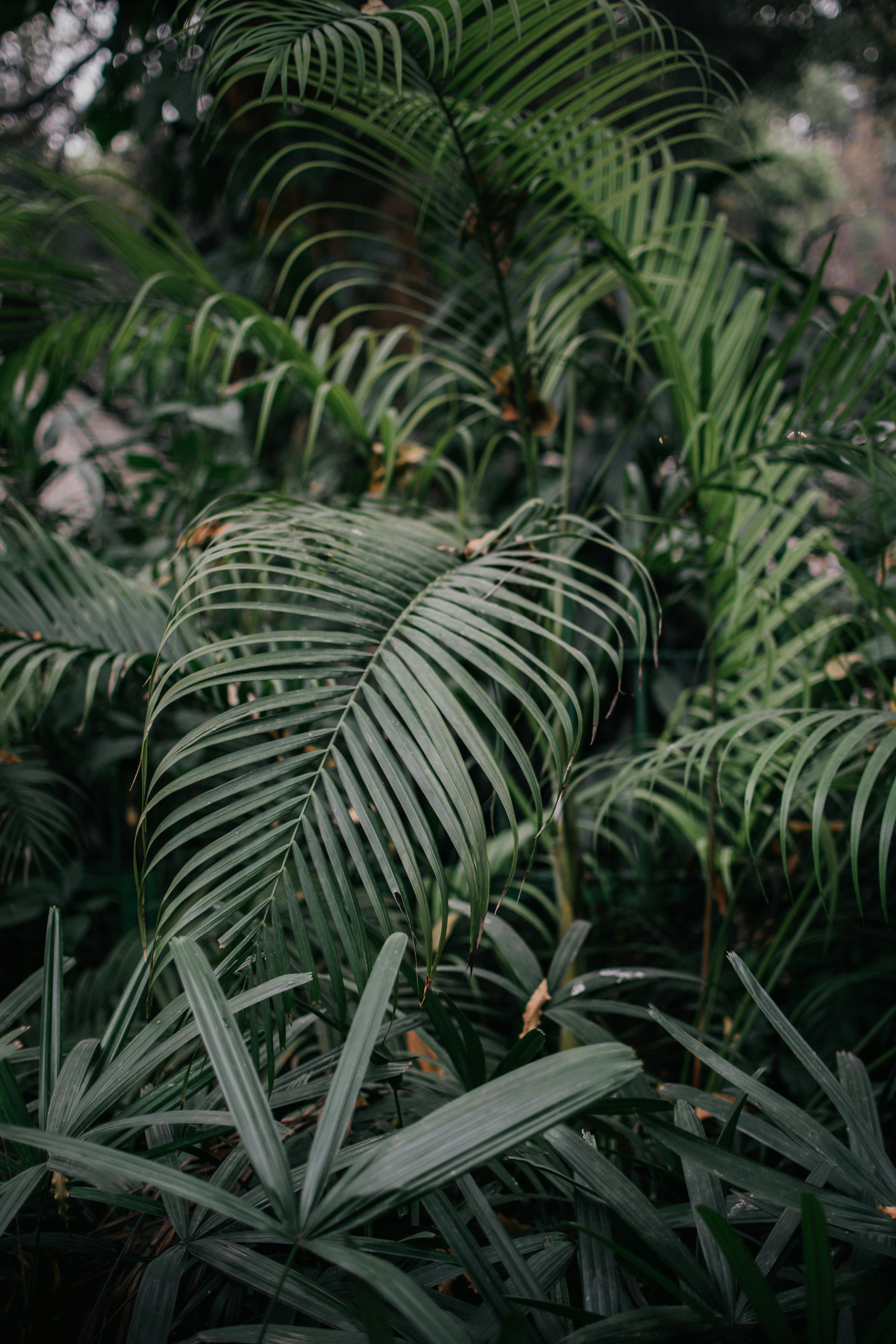 Photography of Plants · Free Stock Photo
