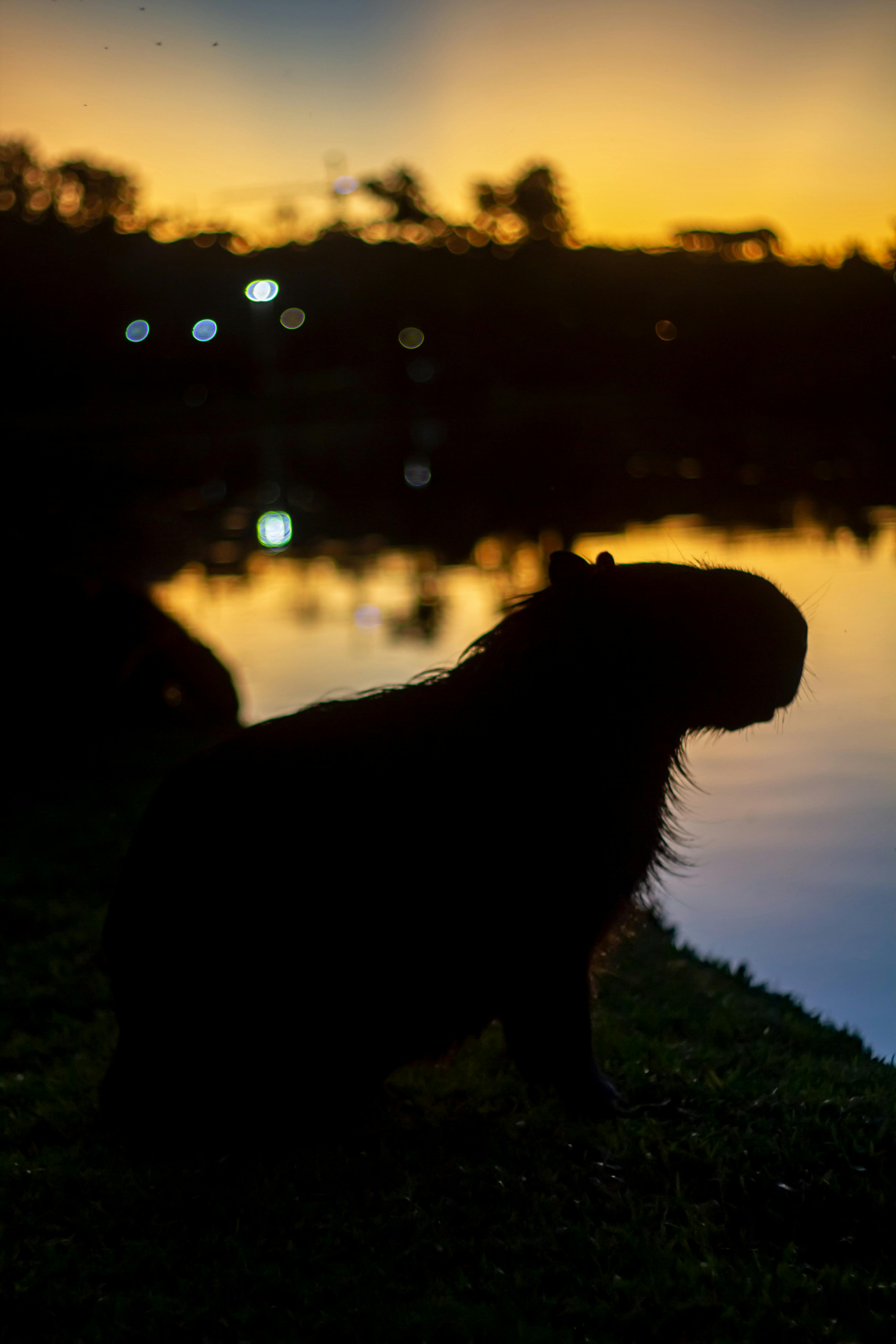 Ryan Pilato - Photography