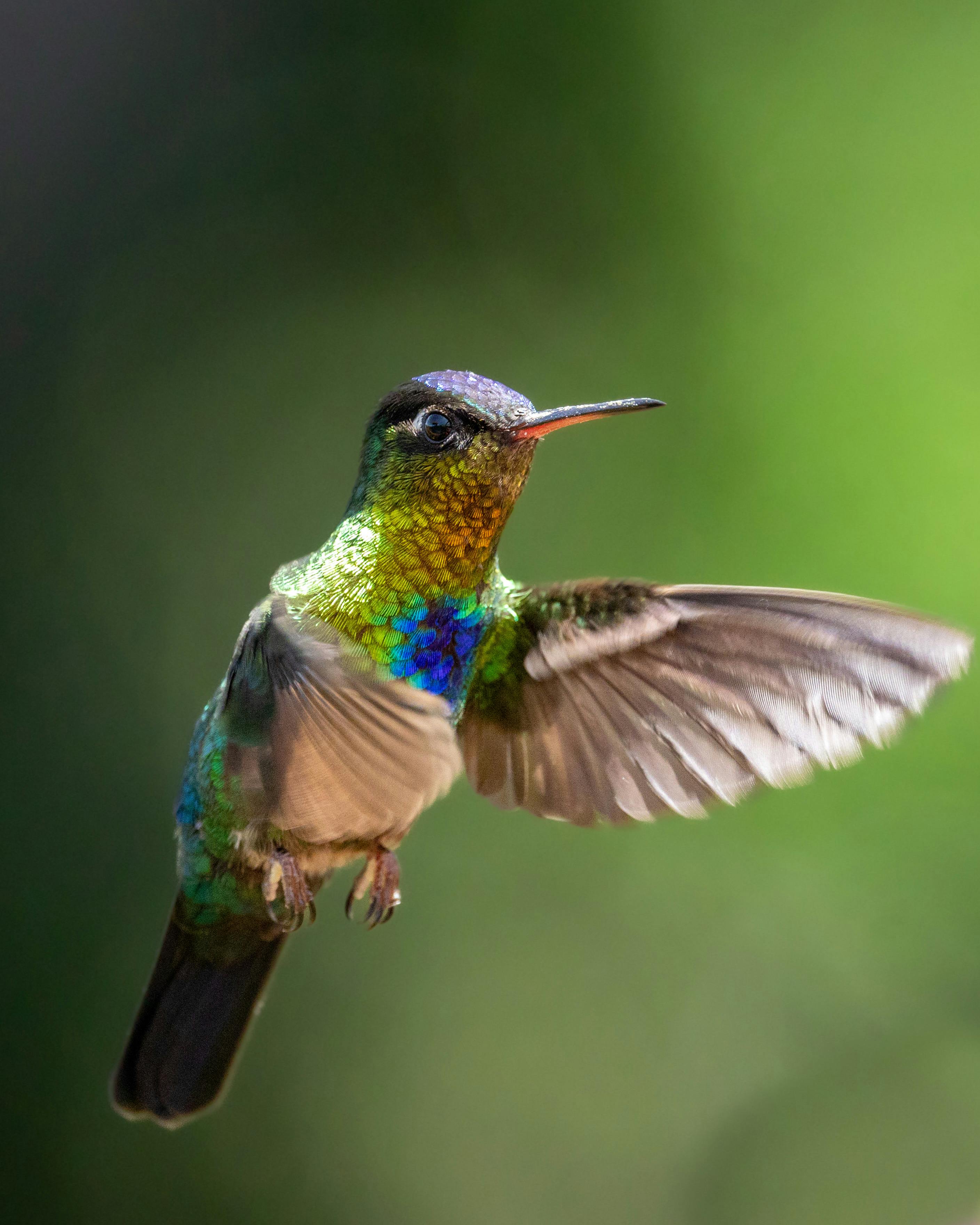 Colorful Hummingbird Flying · Free Stock Photo