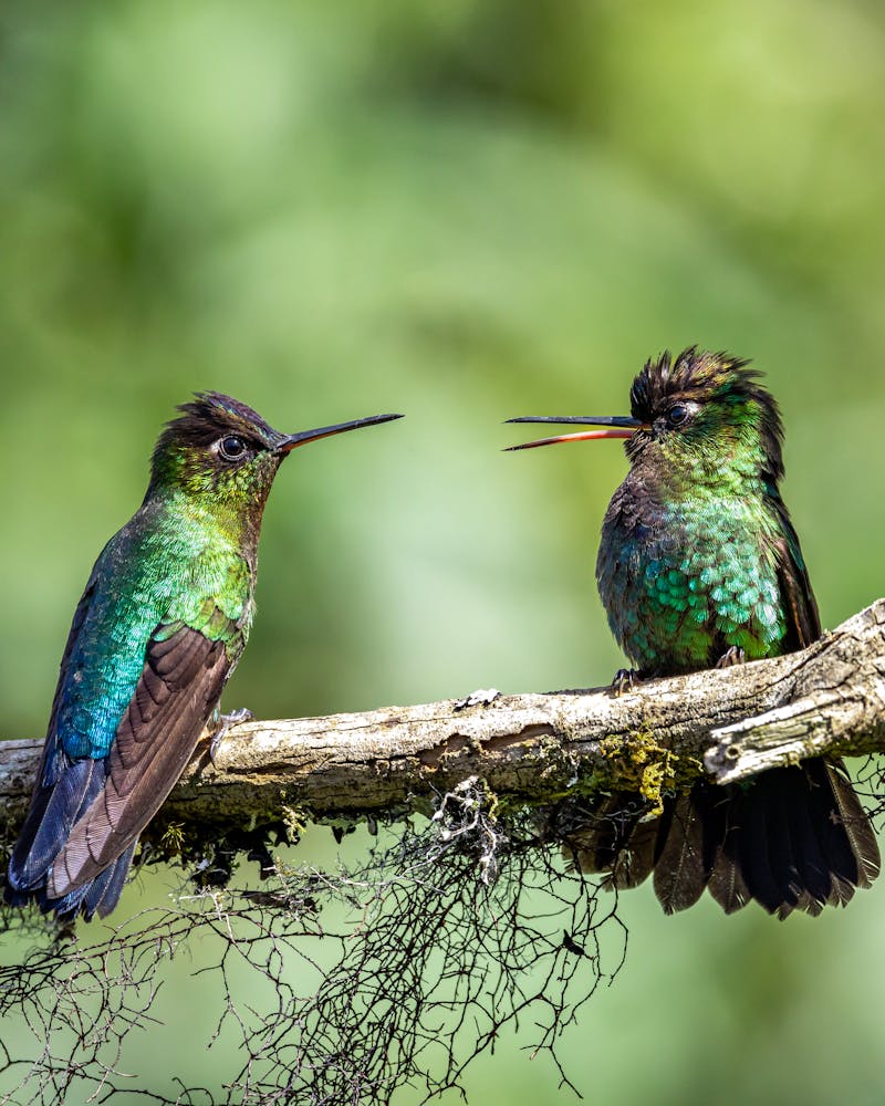 Hummingbirds Photos, Download The BEST Free Hummingbirds Stock Photos ...