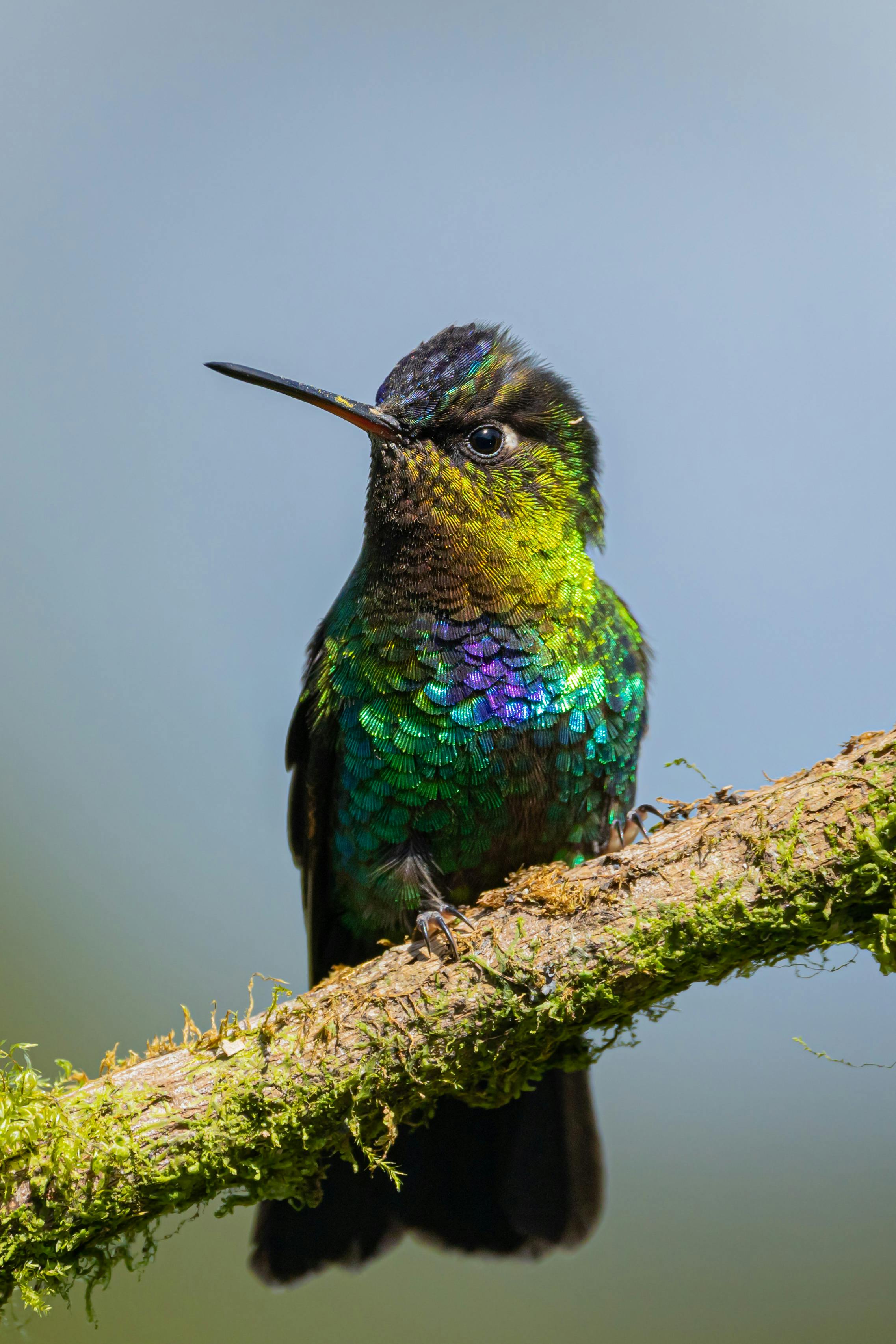 Hummingbird Perching on Branch · Free Stock Photo