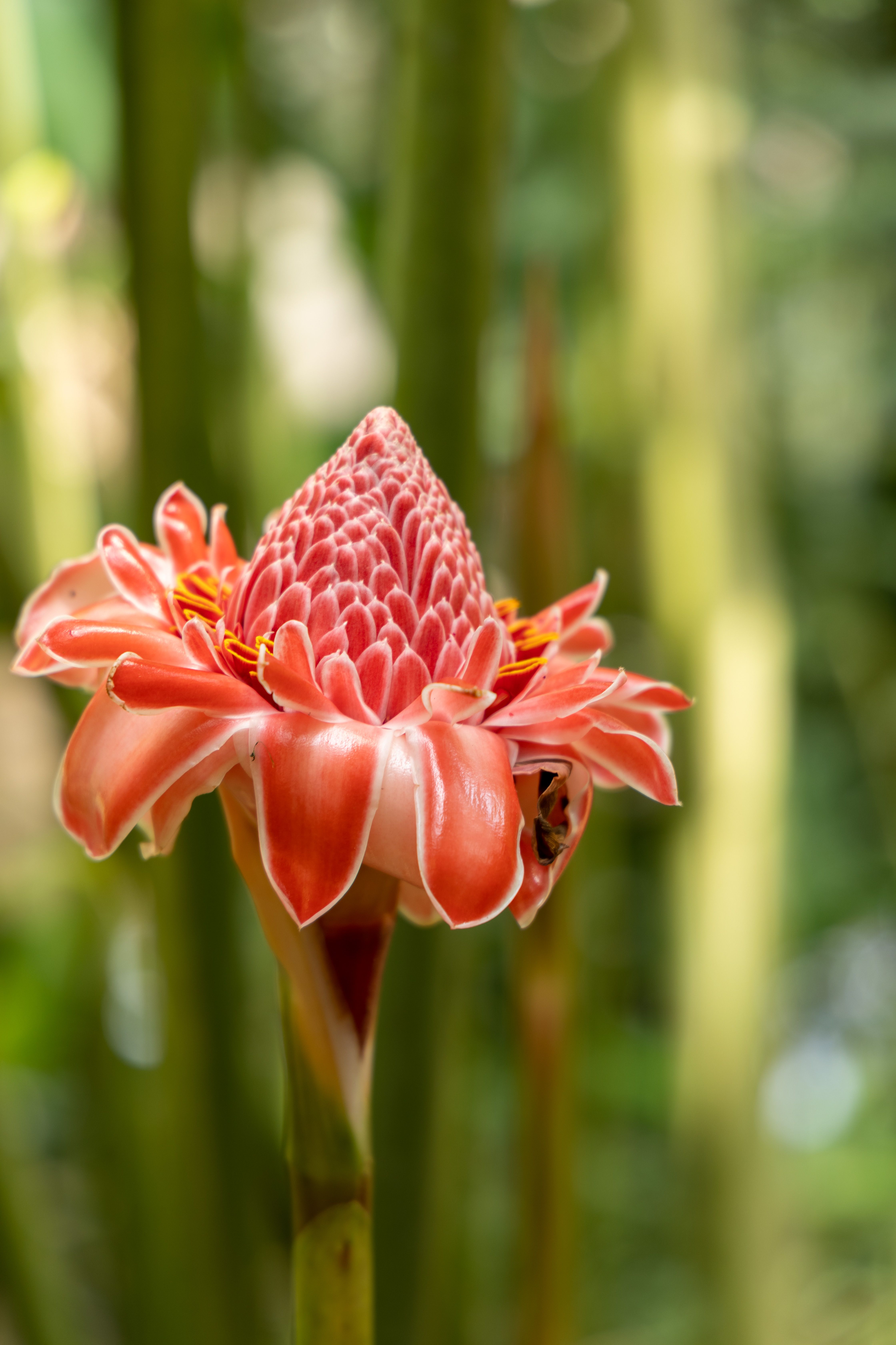 Nature Red Photos, Download The BEST Free Nature Red Stock Photos & HD ...