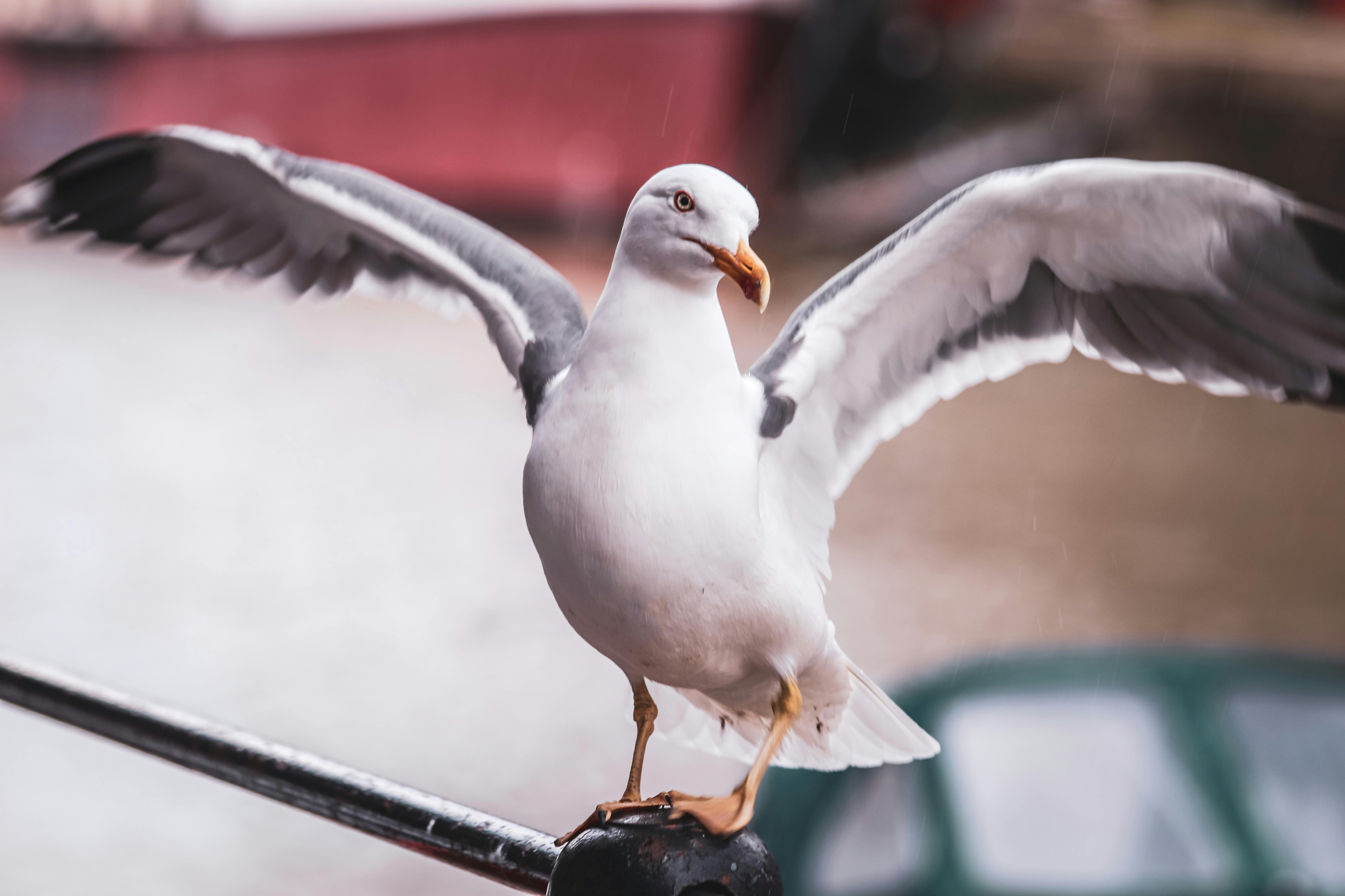 Animated Wallpaper Samurai Doge Photos, Download The BEST Free Animated ...