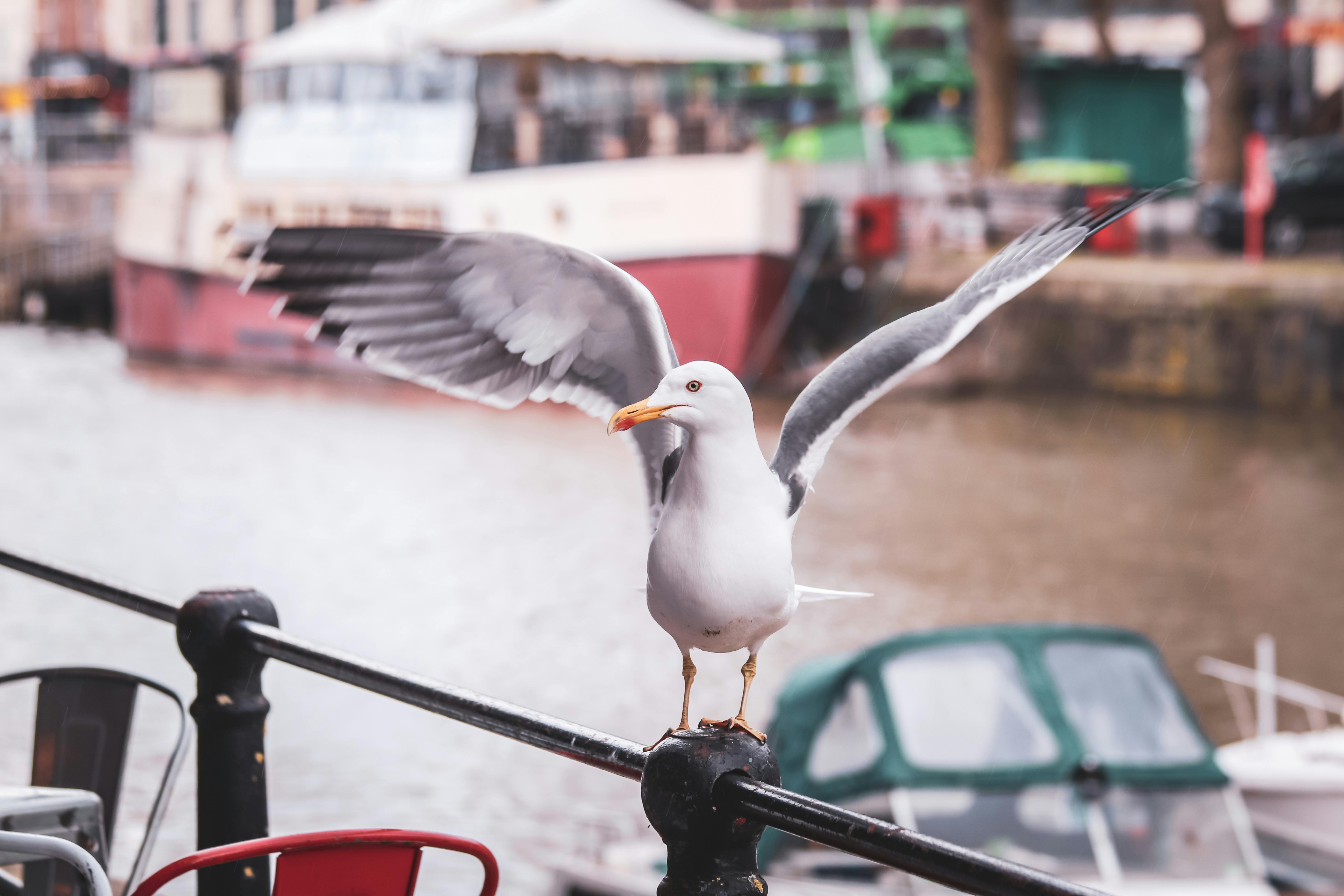 Seagull on Railing · Free Stock Photo