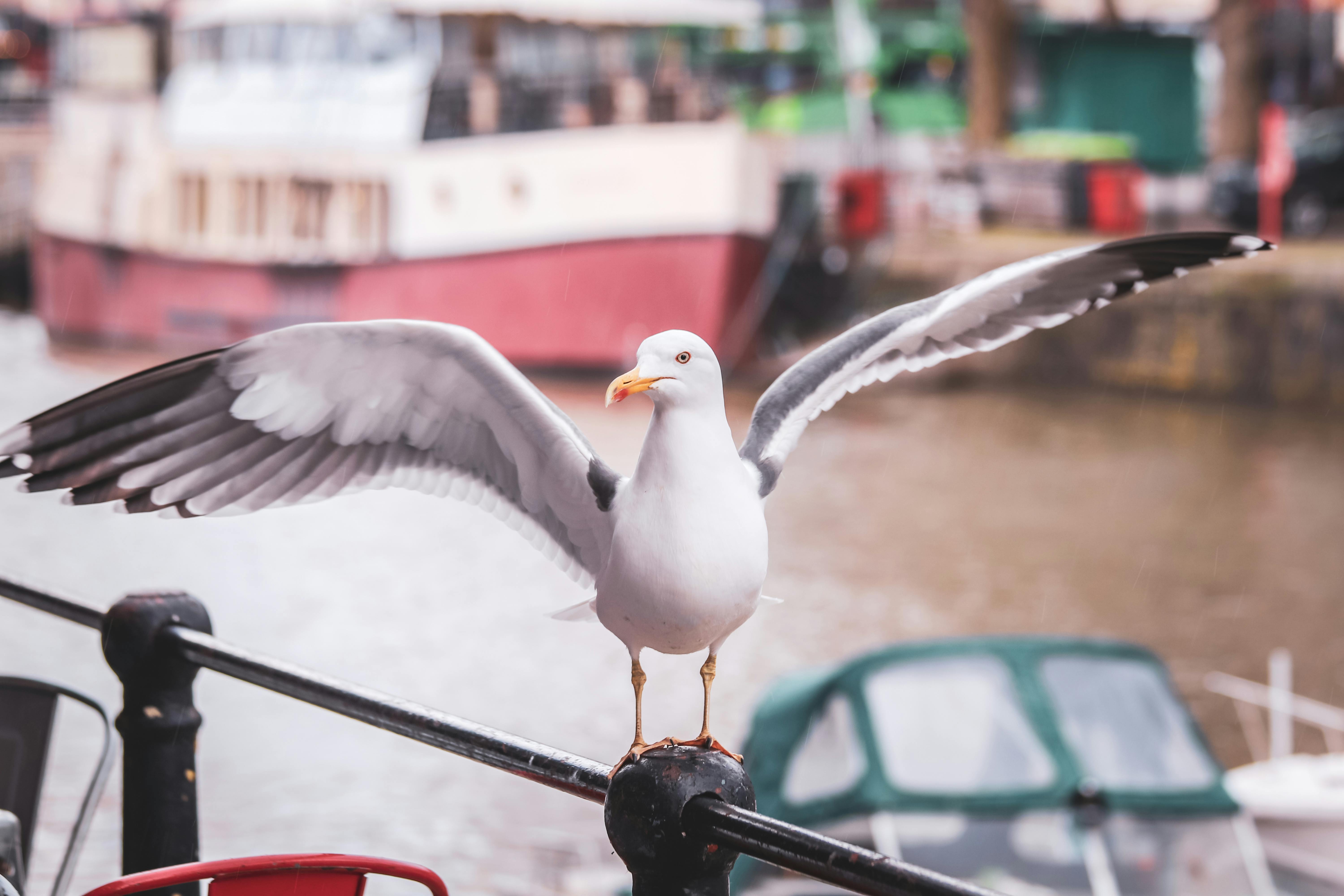 Seagull Flapping Wings on a Bridge Railing · Free Stock Photo