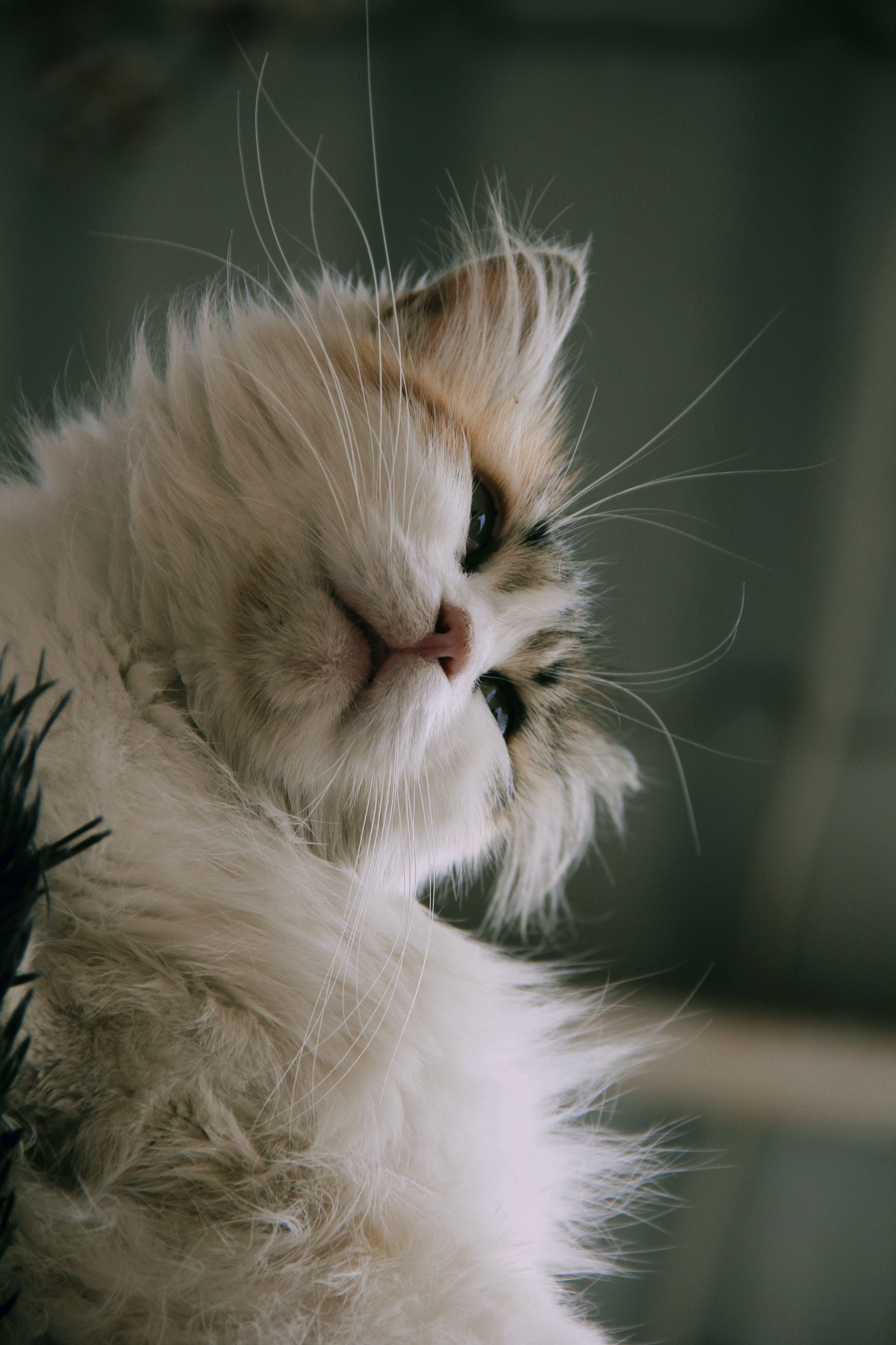 Cats in Window · Free Stock Photo